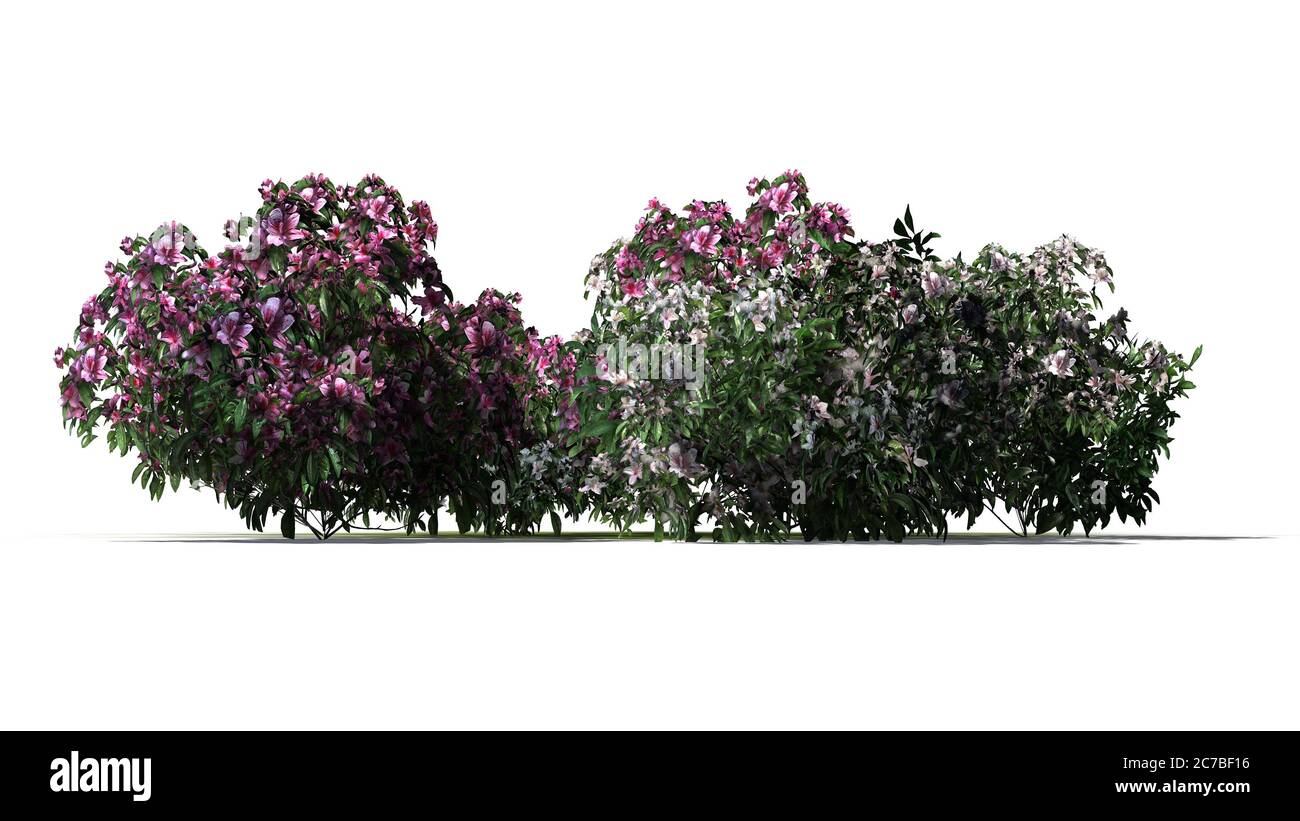 several different azalea bushes - isolated on white background Stock ...
