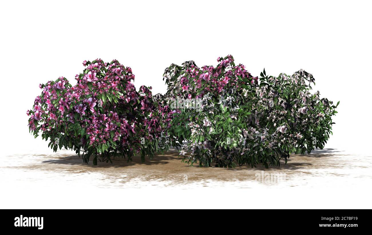 several different azalea bushes on sand area - isolated on white ...