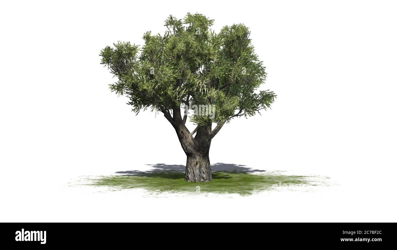 African olive tree on a green area - isolated on white background - 3D ...