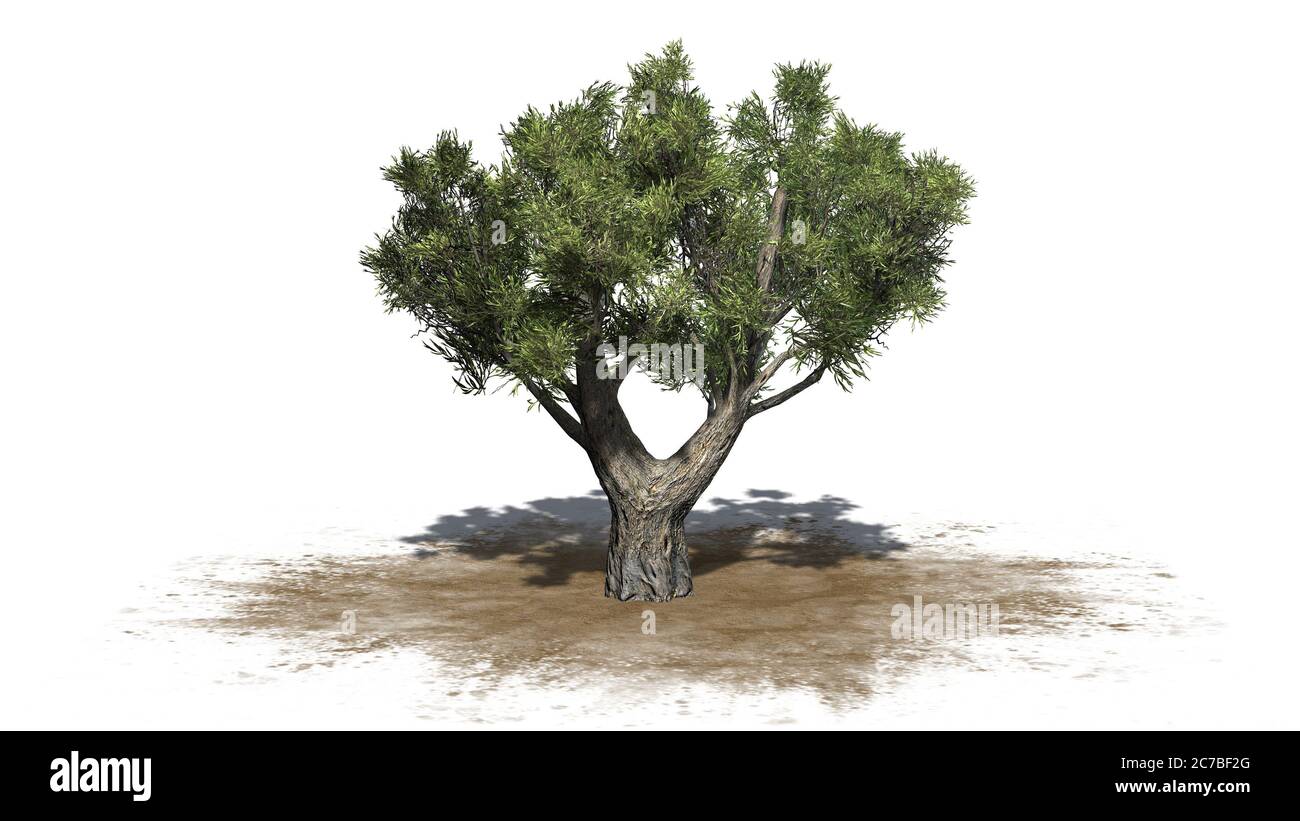 African olive tree on a sand area - isolated on white background - 3D ...