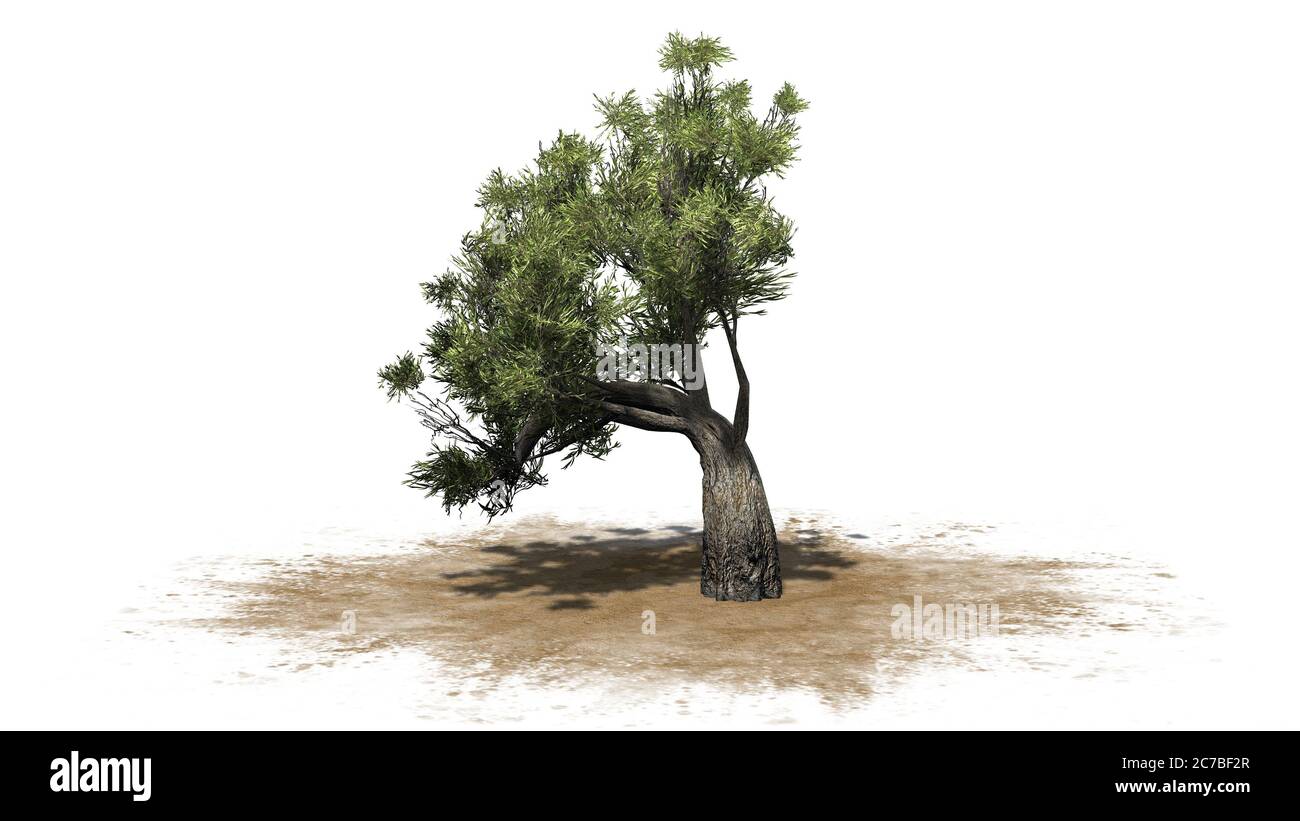African olive tree on a sand area - isolated on white background - 3D ...
