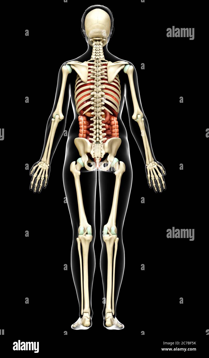 3d rendered medically accurate illustration of female Internal organs ...