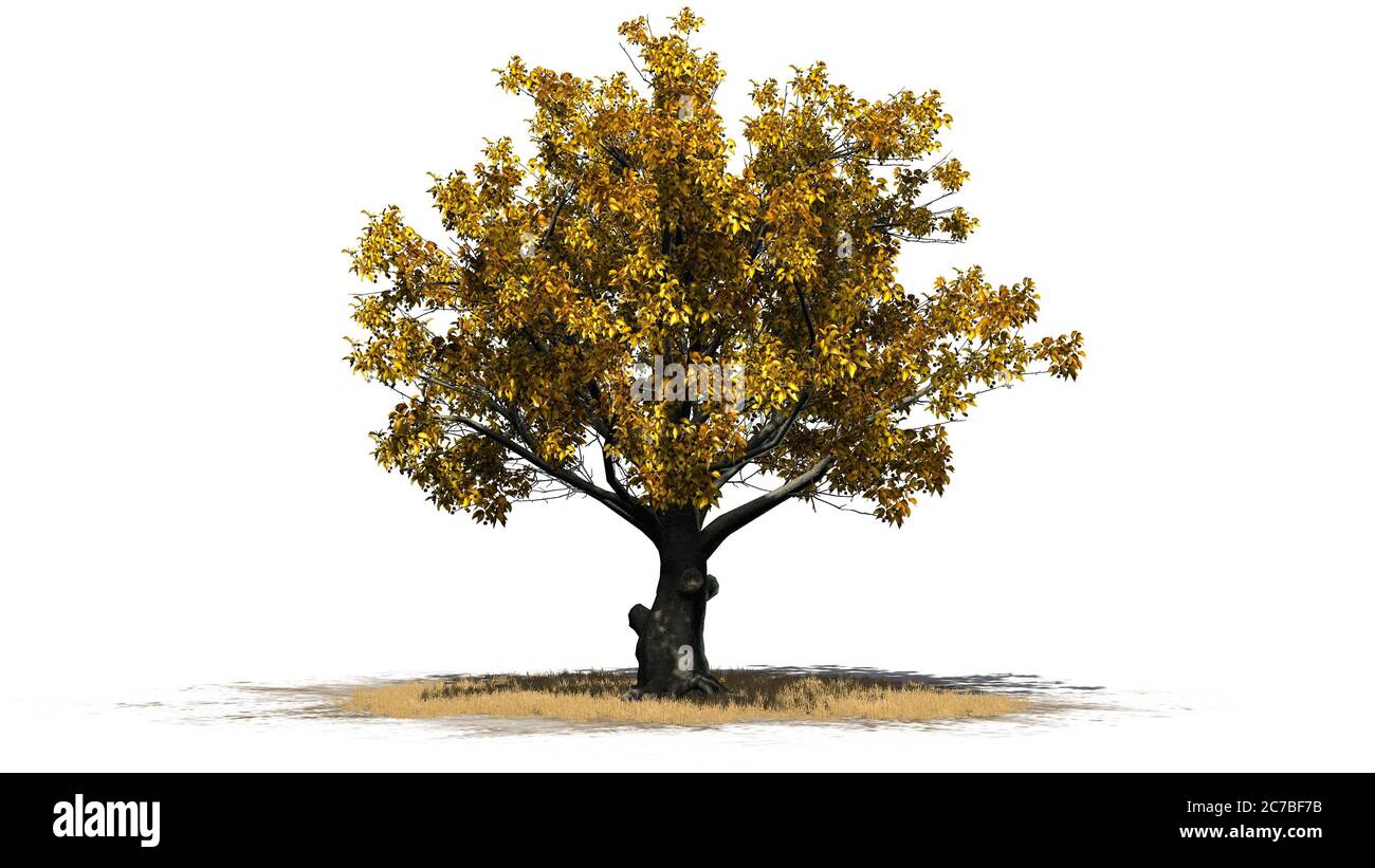 American beech trees in autumn - isolated on white background - 3D ...