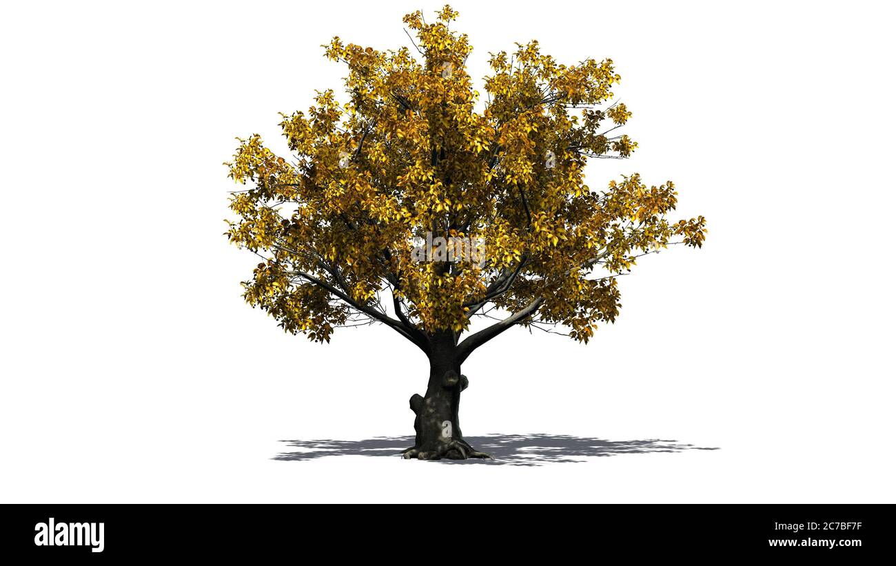 American beech tree in the autumn with shadow on the floor - isolated ...