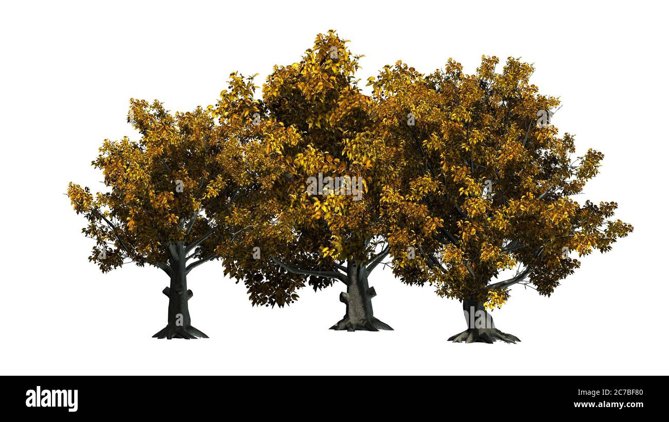 American beech trees in the autumn - isolated on white background - 3D ...
