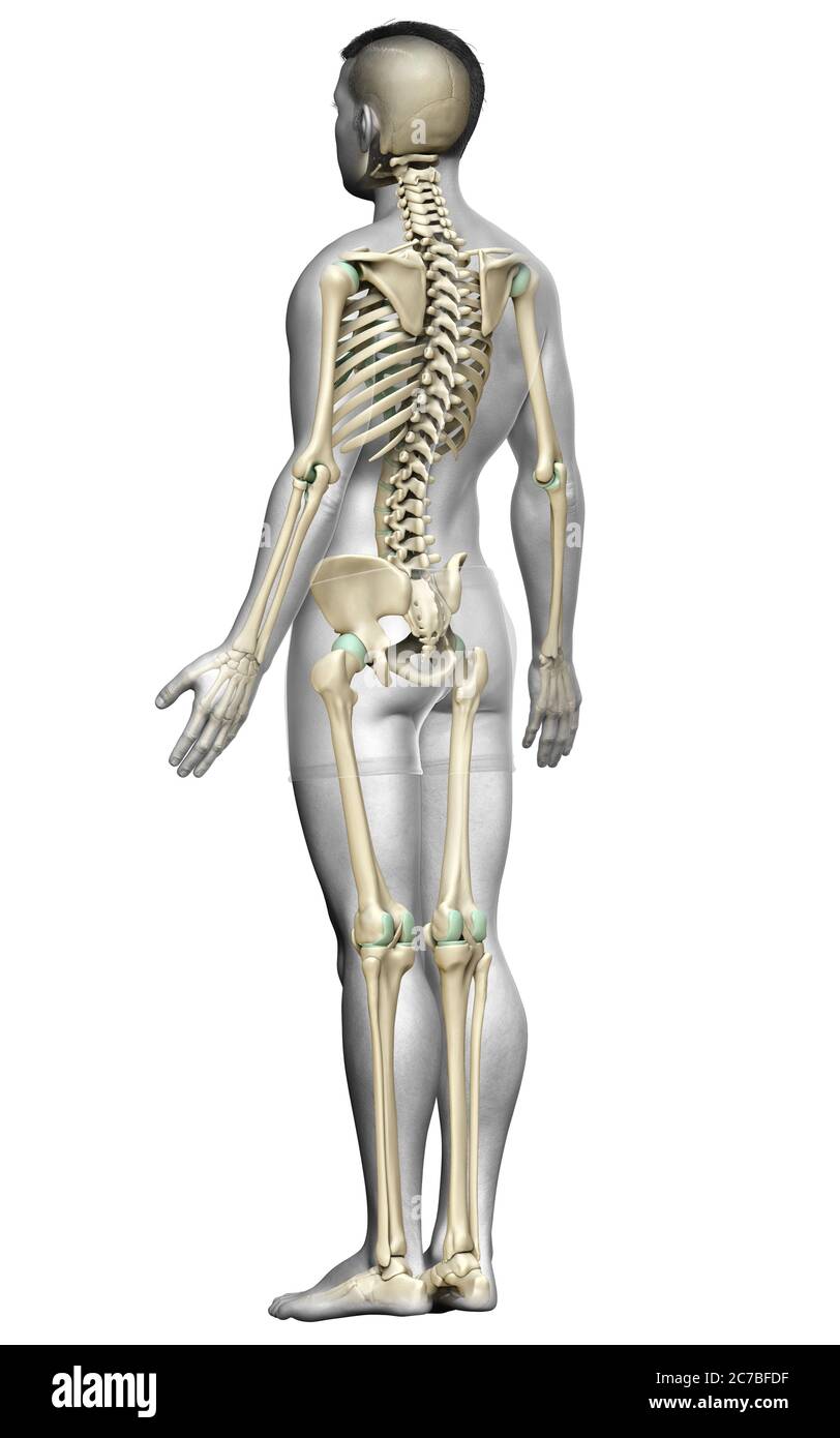 3d rendered, medically accurate illustration of a male skeleton system ...