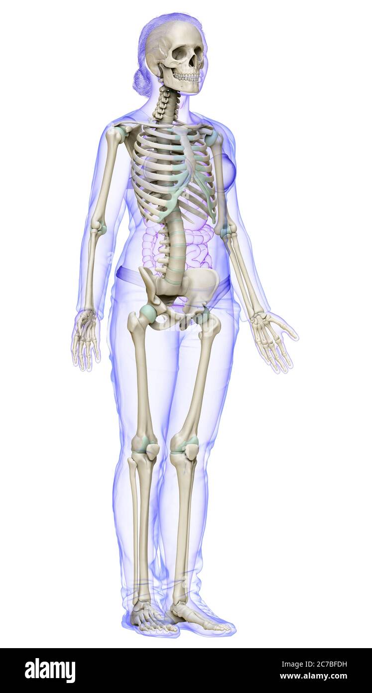 3d rendered, medically accurate illustration of a female skeleton ...