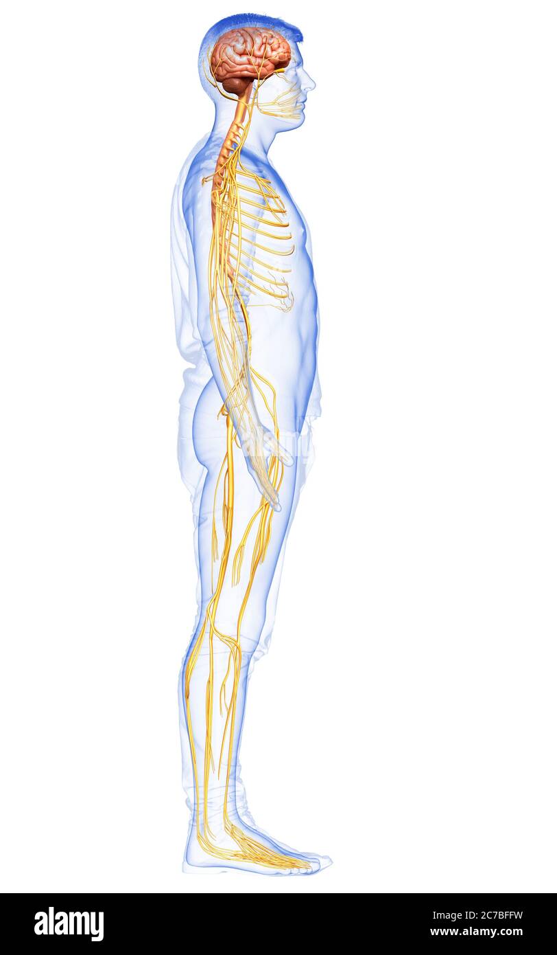 3d rendered medically accurate illustration of a male nervous system ...