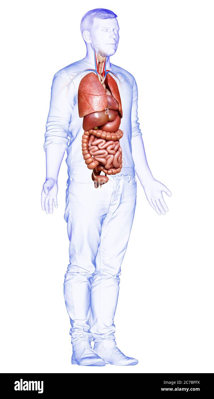3d rendered medically accurate illustration of male Internal organs ...