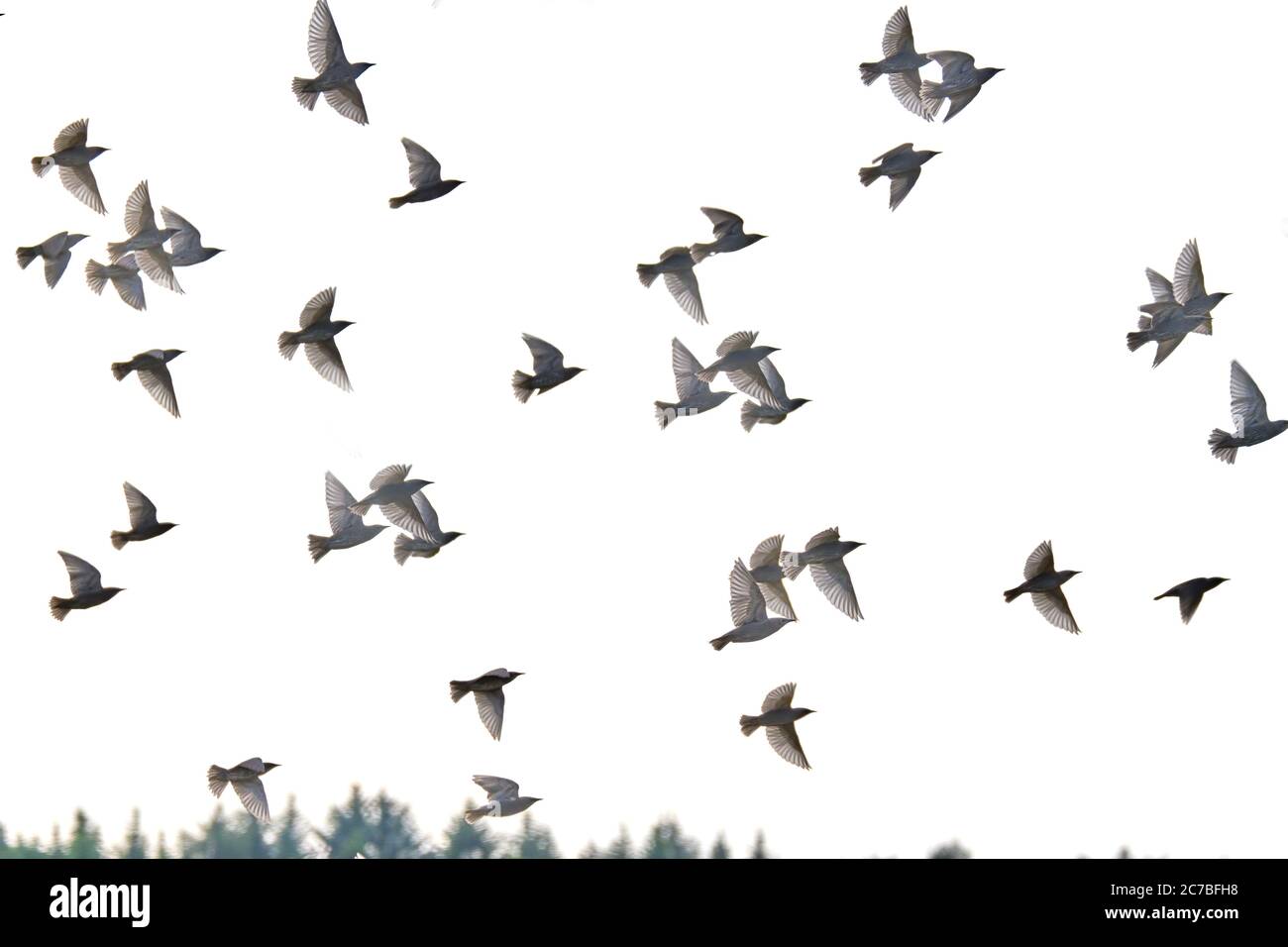 Flight Of Pigeons