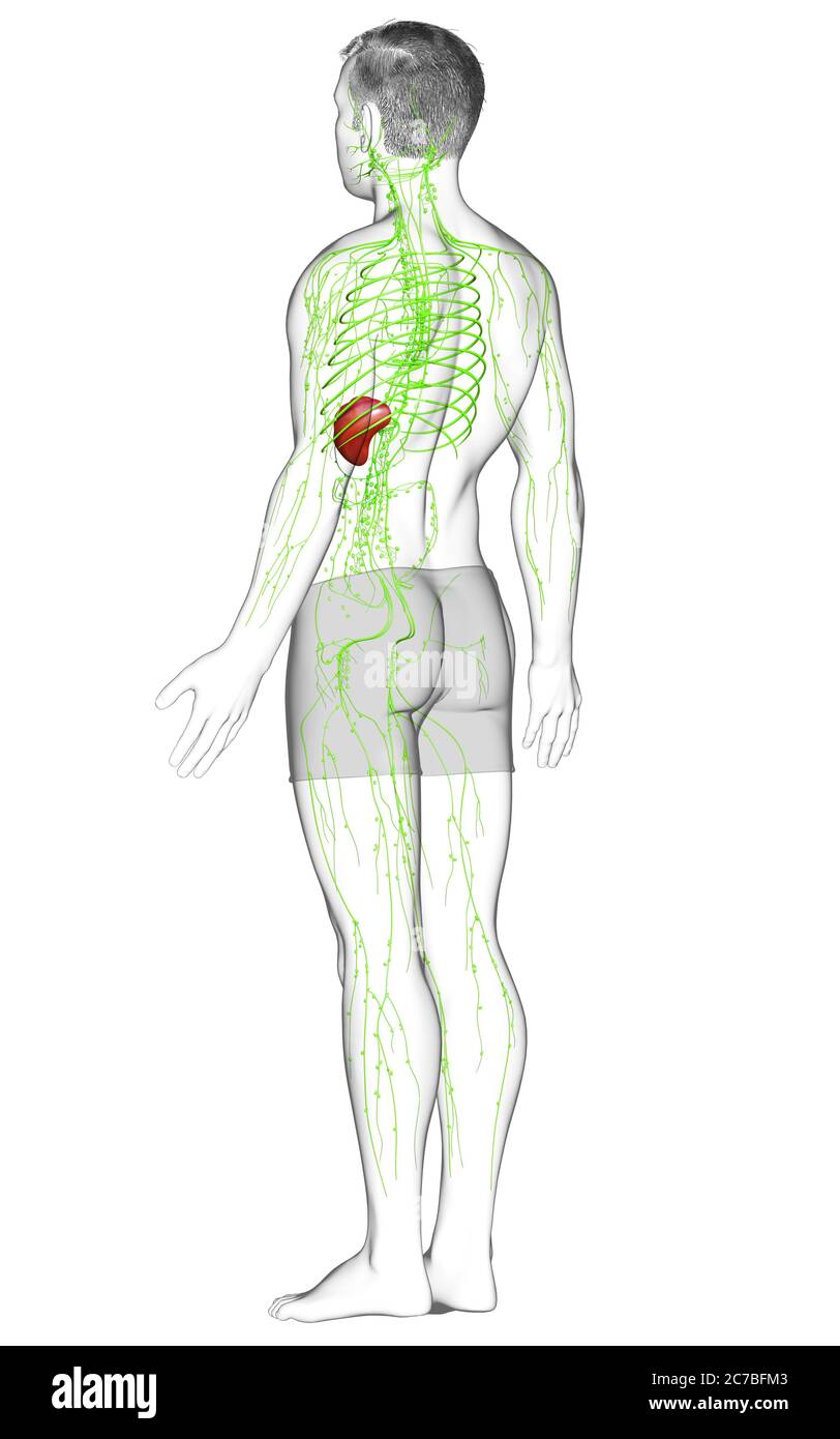 3d rendered medically accurate illustration of a male lymphatic system ...