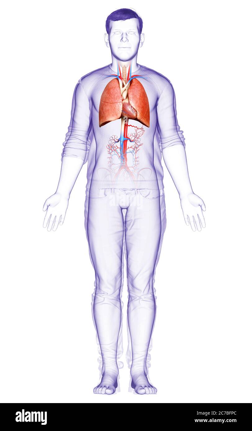 3d rendered, medically accurate illustration of a male lung anatomy ...