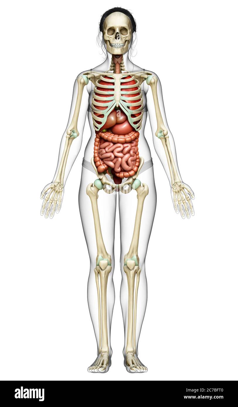 3d rendered medically accurate illustration of female Internal organs ...