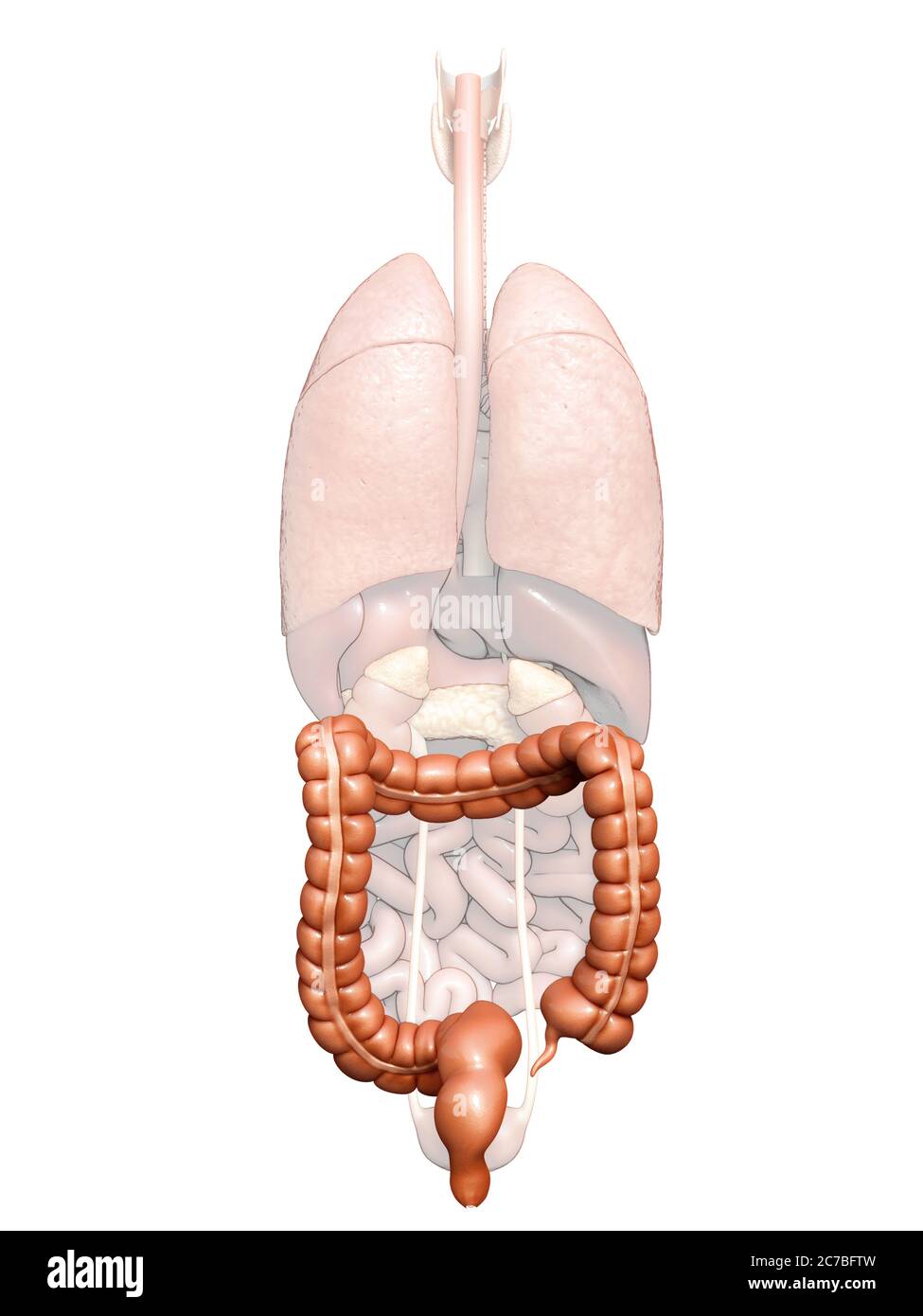 3d rendered, medically accurate illustration of large intestine anatomy ...