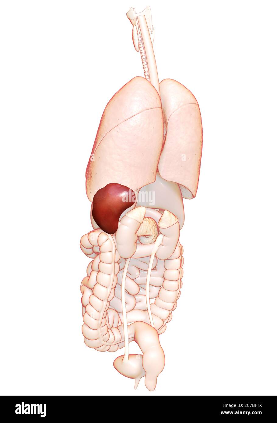 3d rendered, medically accurate illustration of the Spleen Anatomy ...