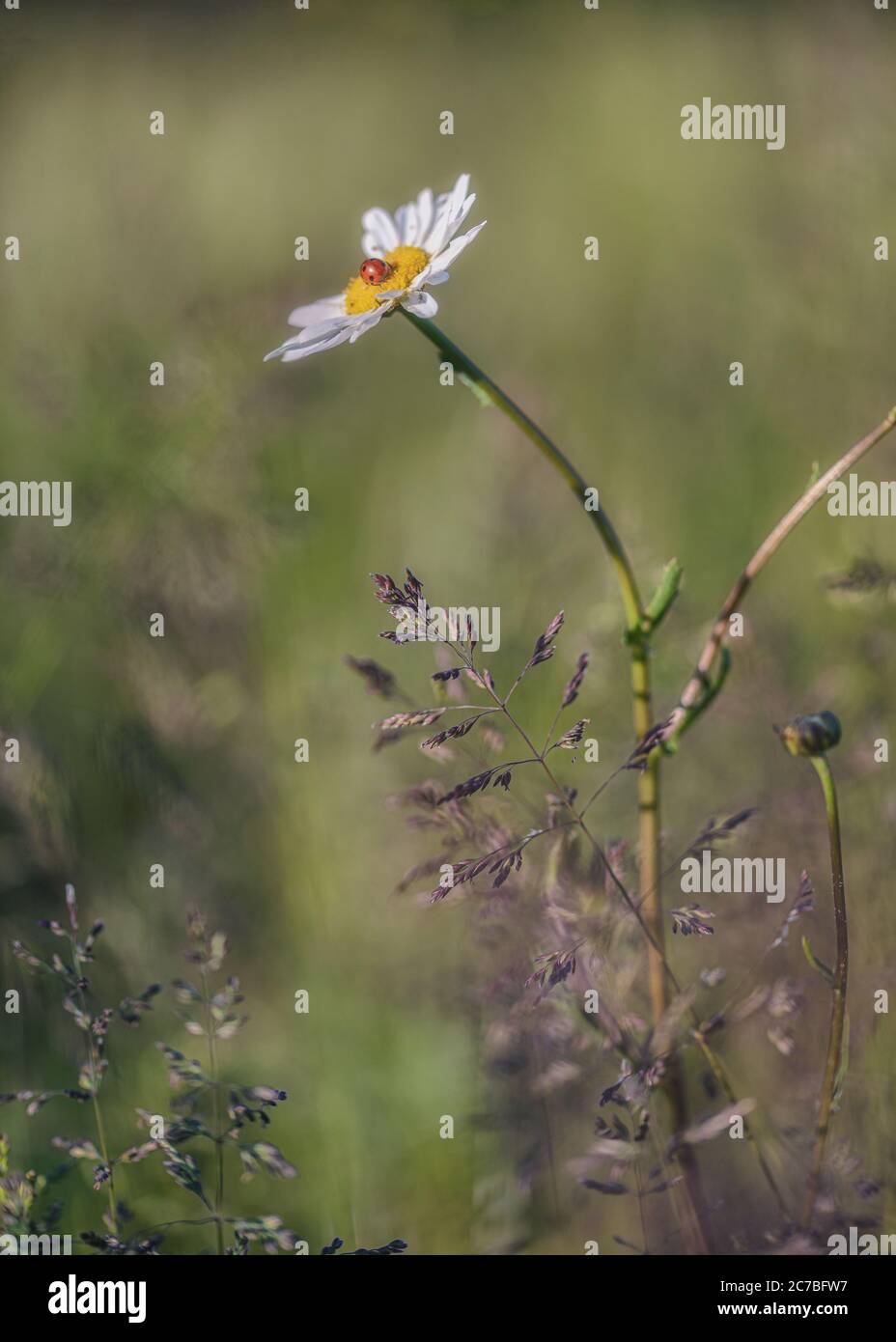 Ladybug on daisy hi-res stock photography and images - Alamy