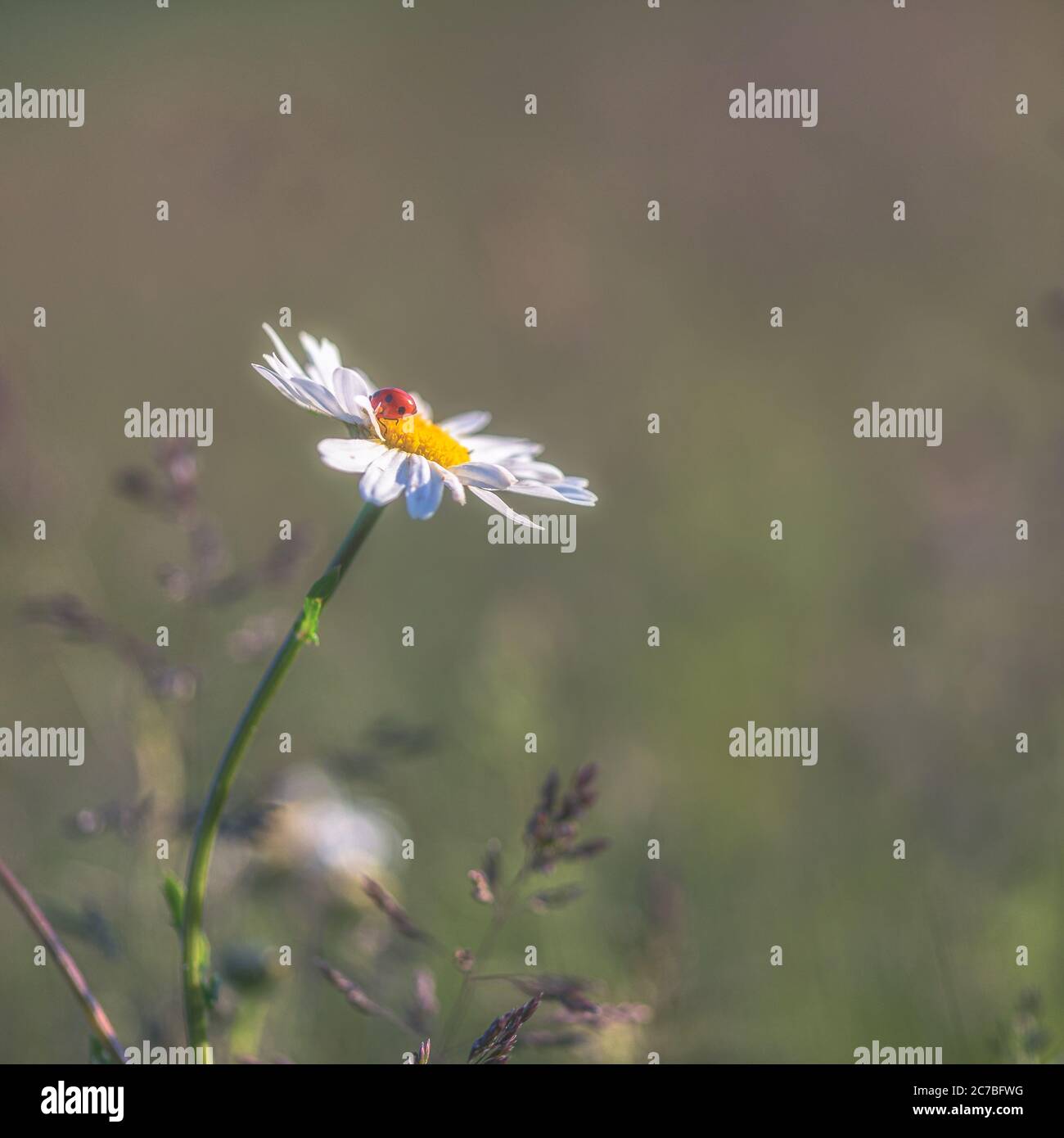 Ladybug on daisy hi-res stock photography and images - Alamy