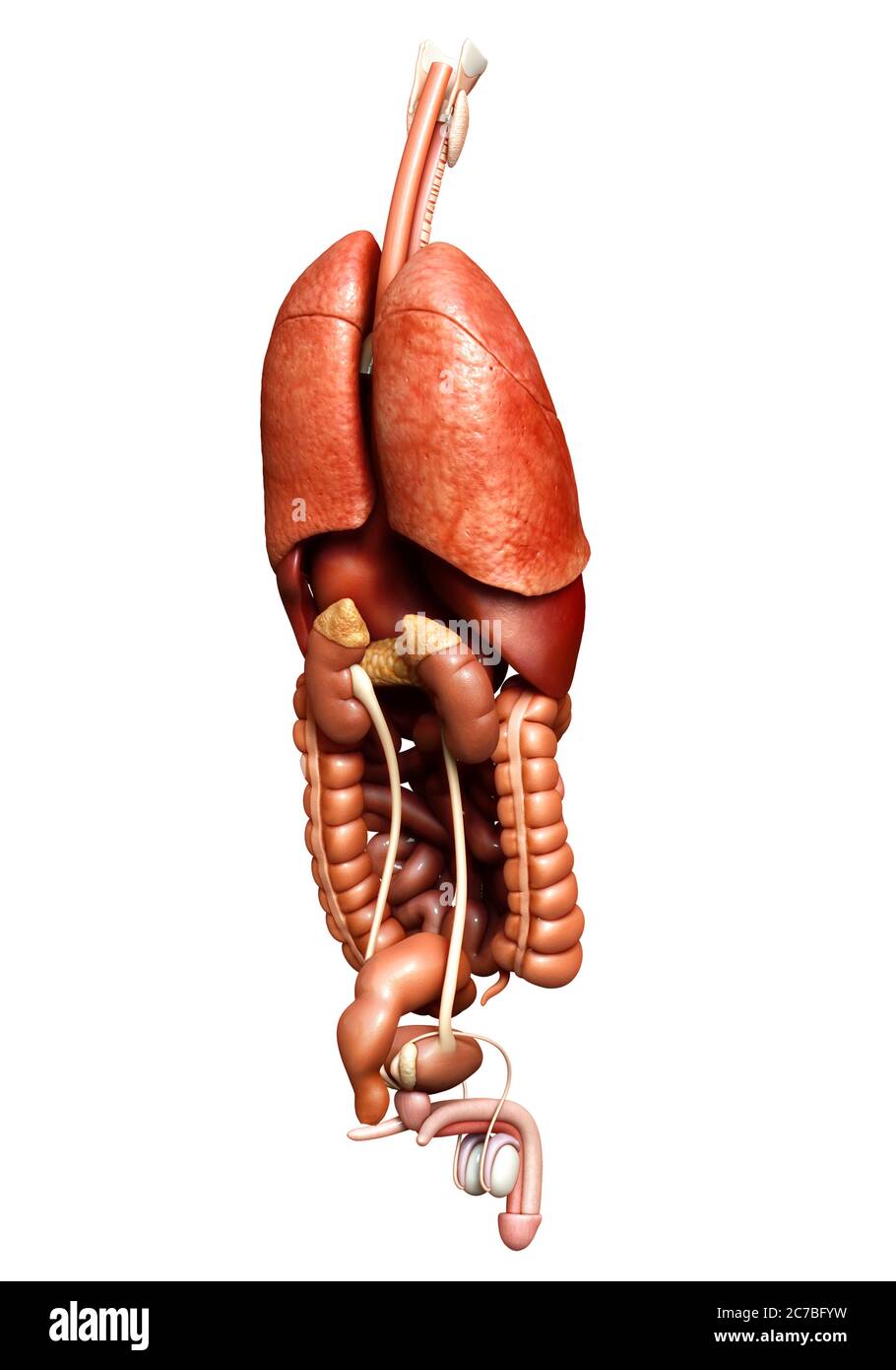 3d rendered medically accurate illustration of Internal organs Stock ...