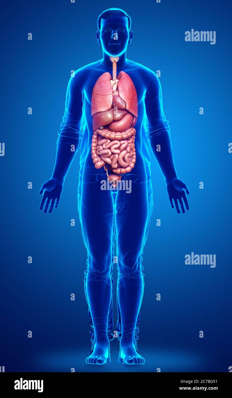 3d rendered medically accurate illustration of male Internal organs ...