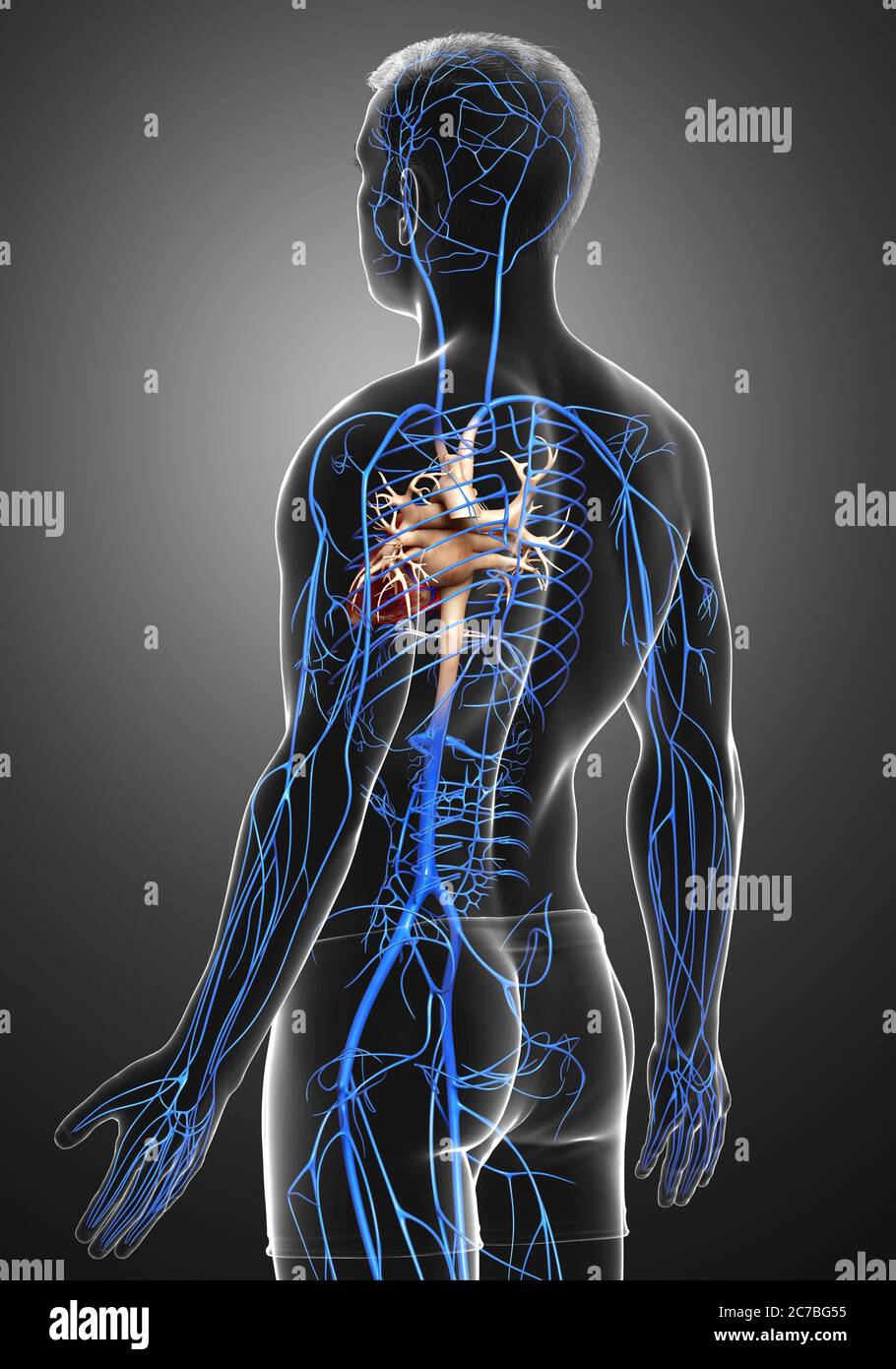 3d rendered medically accurate illustration of a male Veins anatomy ...