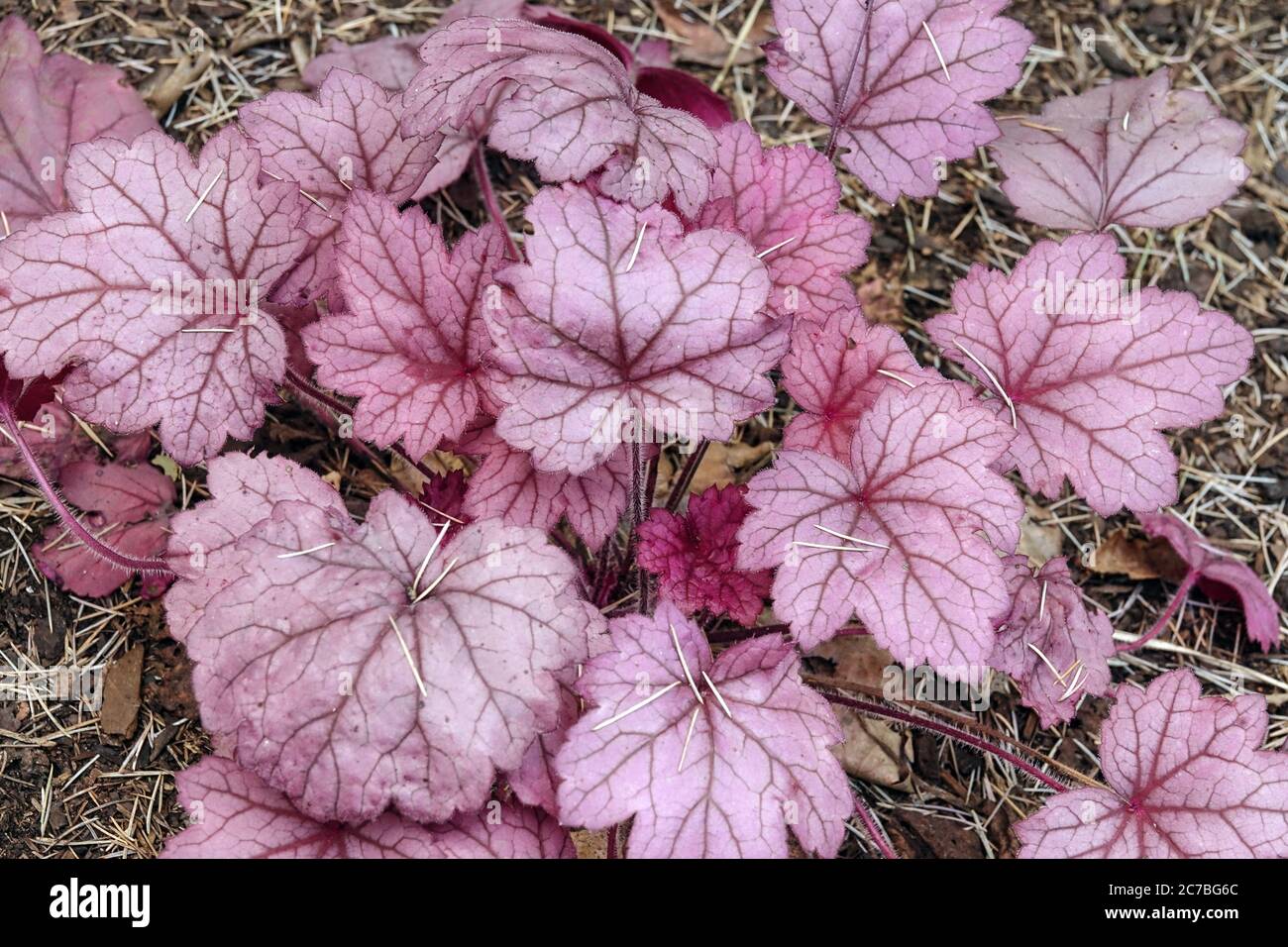 Beautiful Clump Forming Heuchera "Georgia Plum" Heuchera Decorative ...