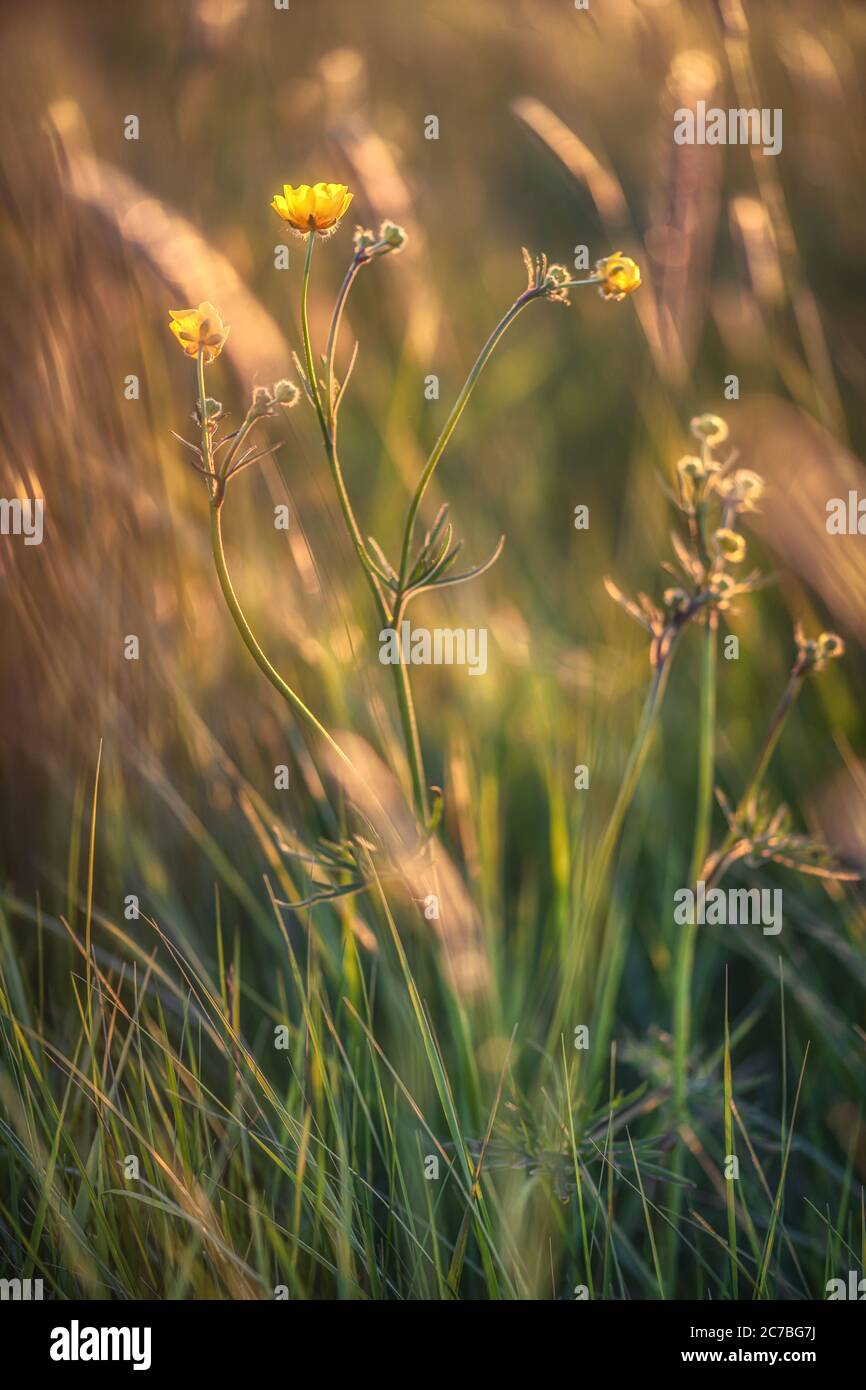 Beautiful buttercups in the English countryside in spring Stock Photo ...