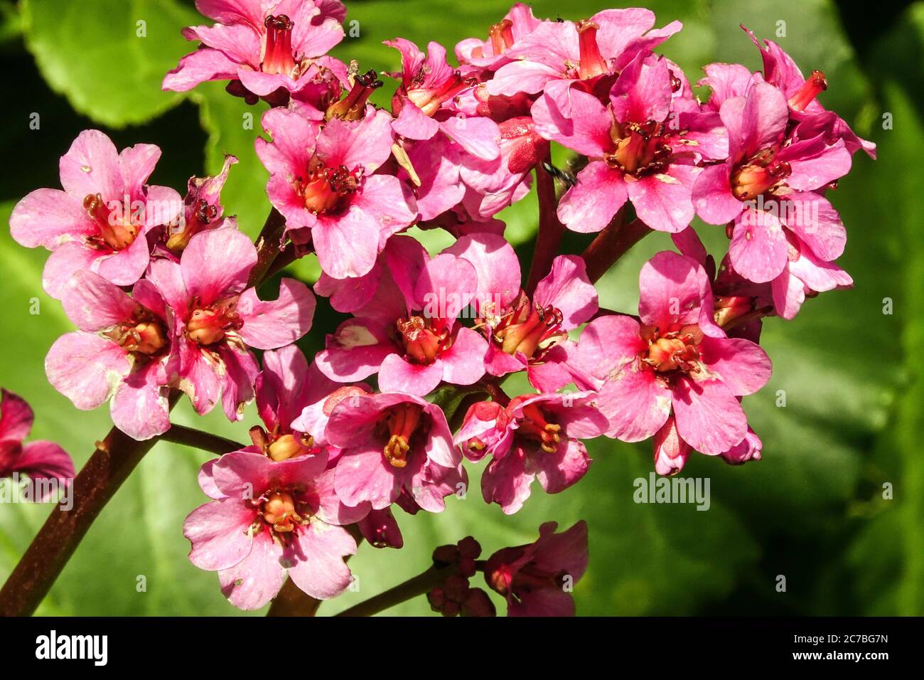 Bergenia blossoms hi-res stock photography and images - Alamy
