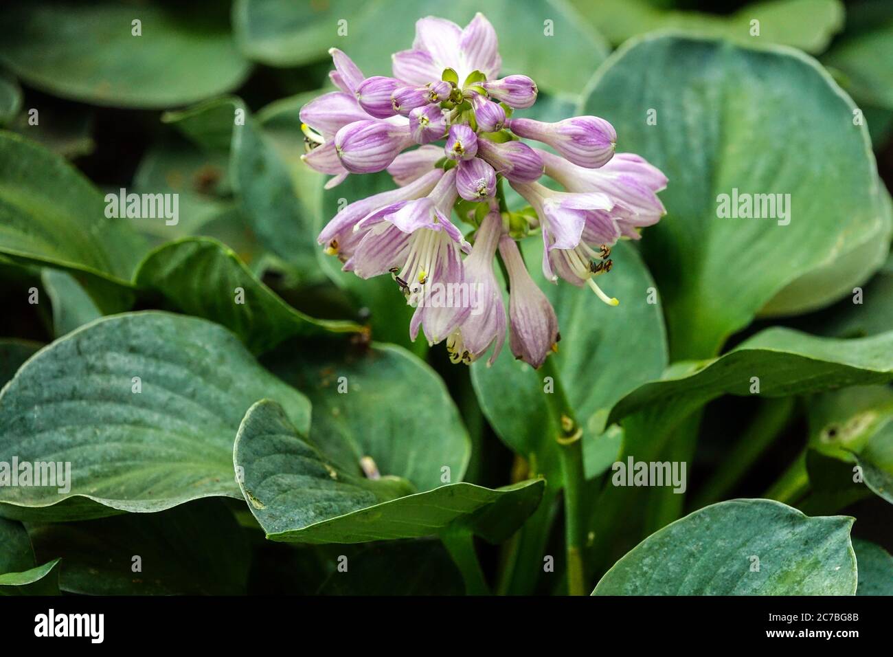 Hosta 'Blue mouse ears' mini hostas Stock Photo - Alamy