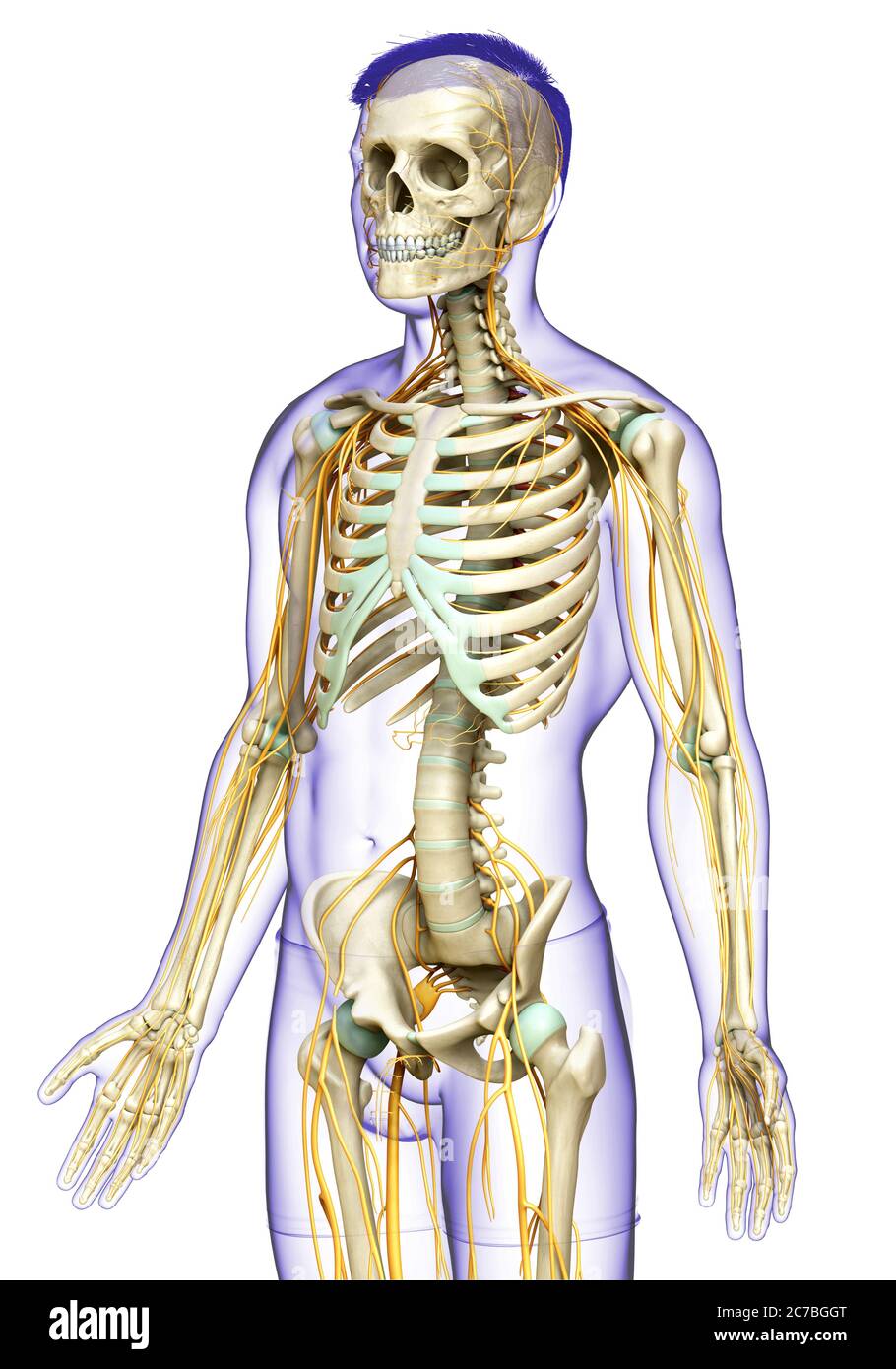 3d rendered medically accurate illustration of the nervous system and ...