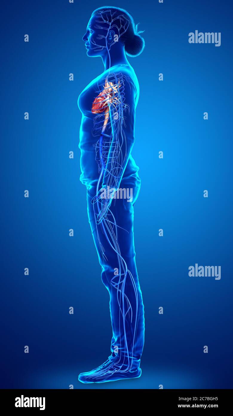 3d rendered medically accurate illustration of a female Veins anatomy ...