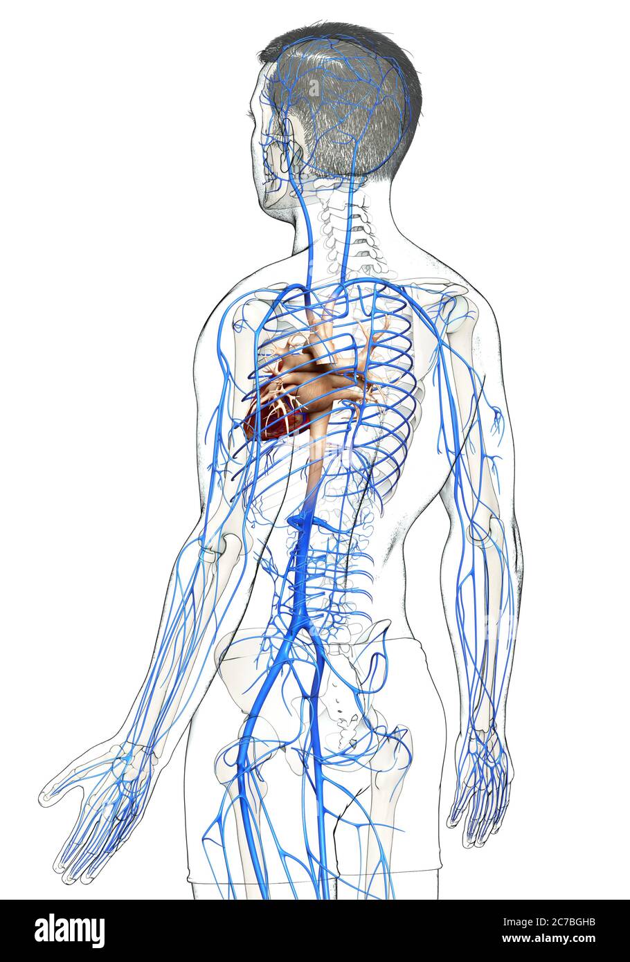 3d rendered medically accurate illustration of a male Veins anatomy ...