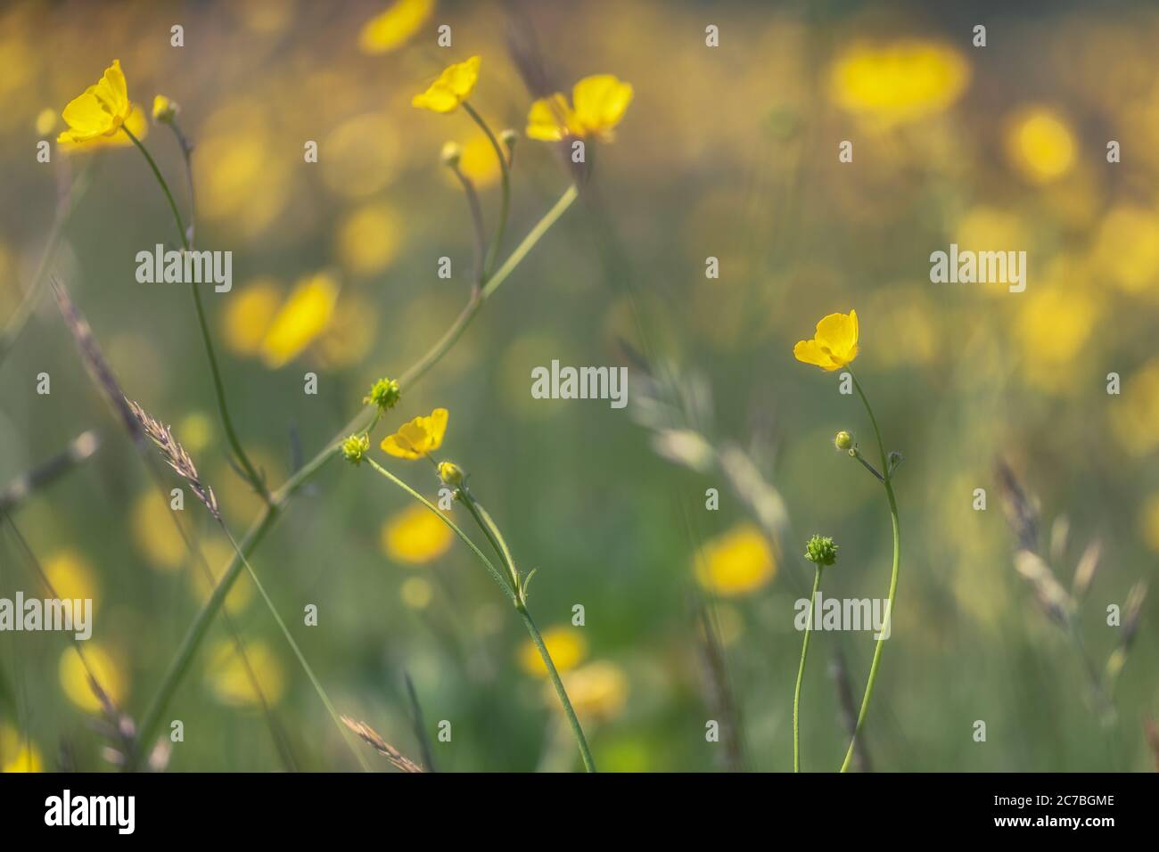 Golden buttercup hi-res stock photography and images - Alamy