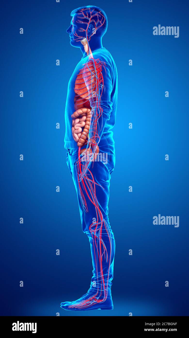 3d Rendered Medically Accurate Illustration Of The Male Circulatory