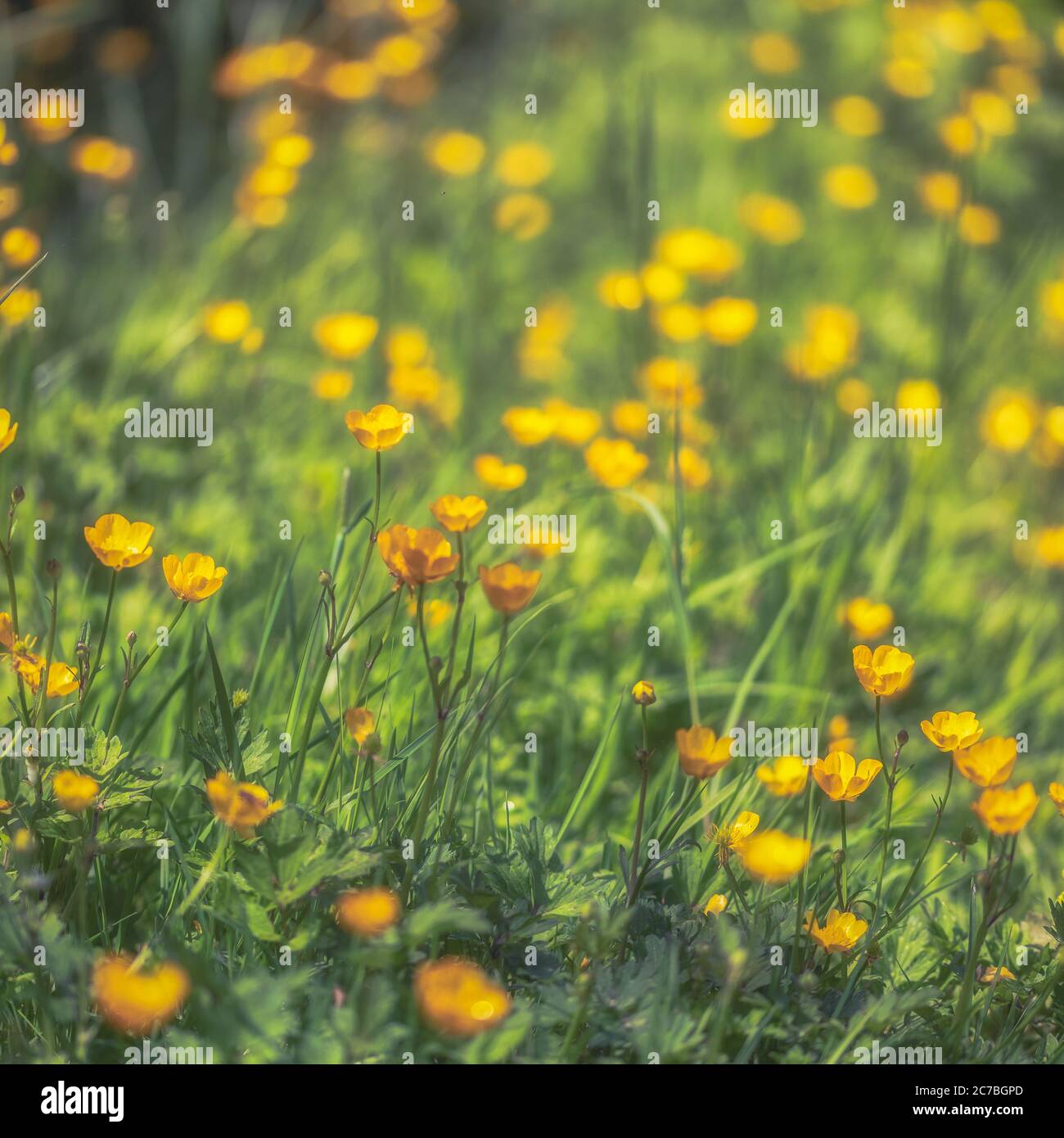 Beautiful buttercups in the English countryside in spring Stock Photo ...
