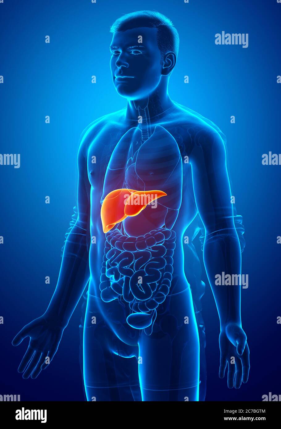 3d rendered, medically accurate illustration of male Liver Anatomy ...