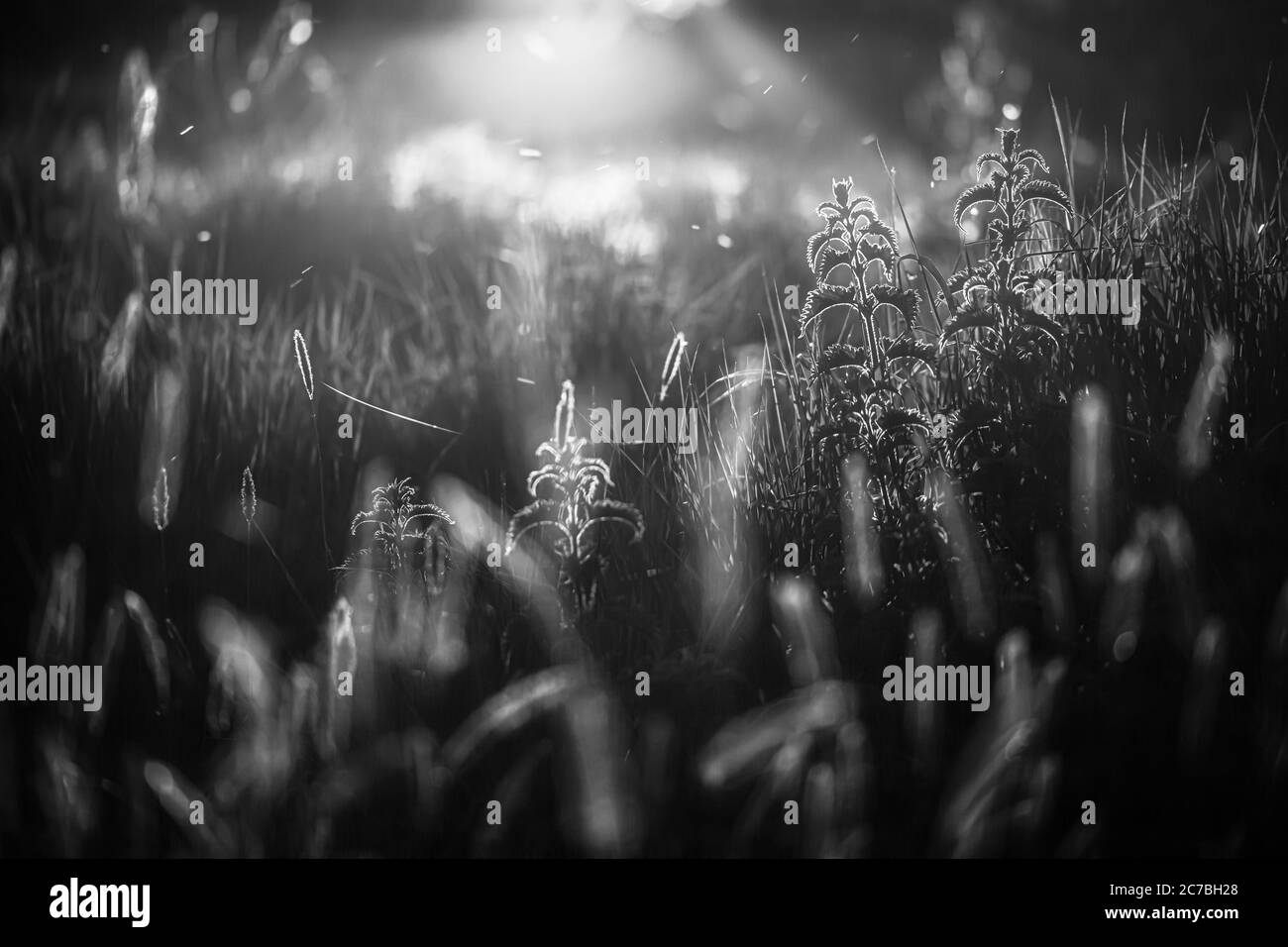 Black and white photography in setting hi-res stock photography and ...