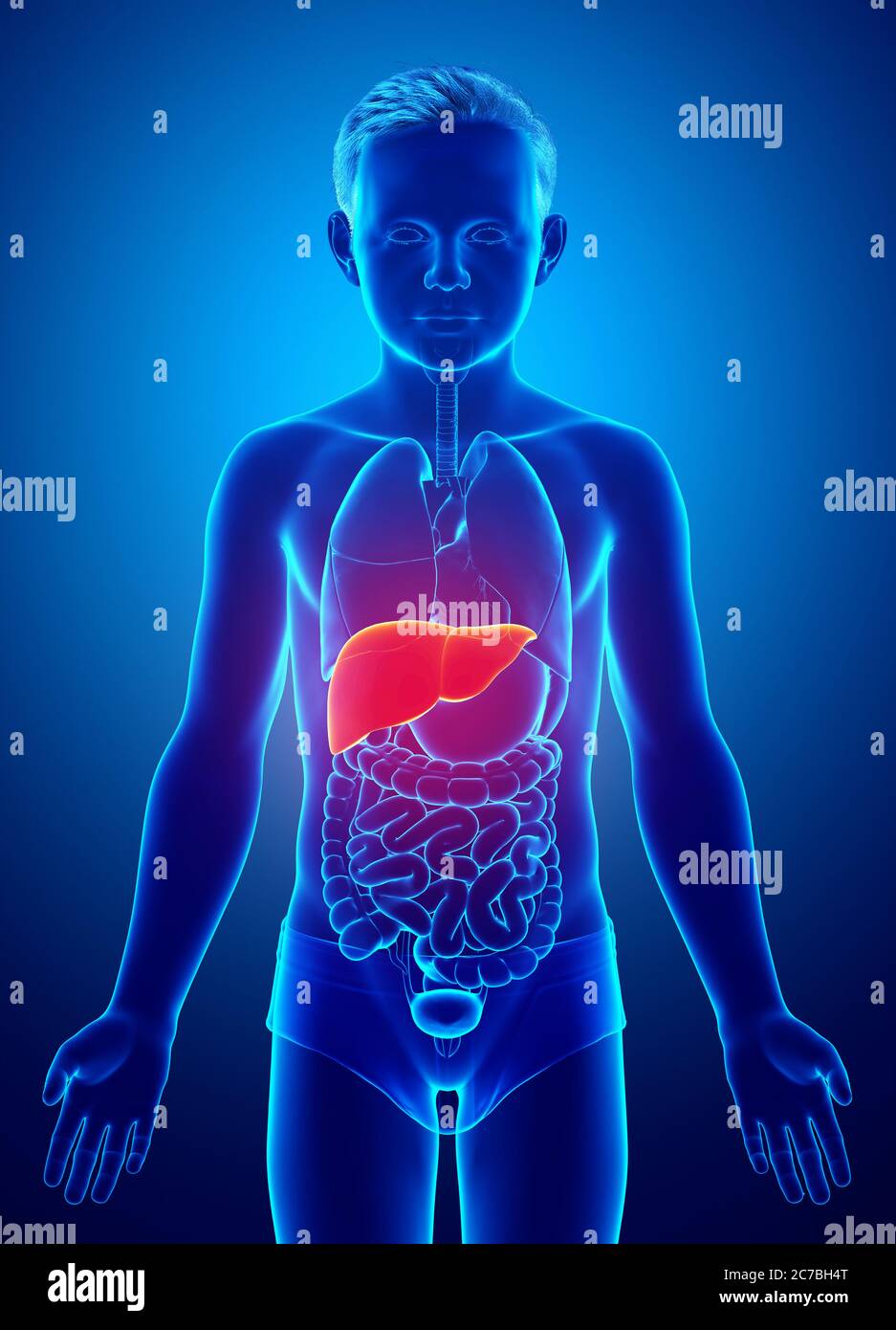 3d rendered, medically accurate illustration of young boy Liver Anatomy ...