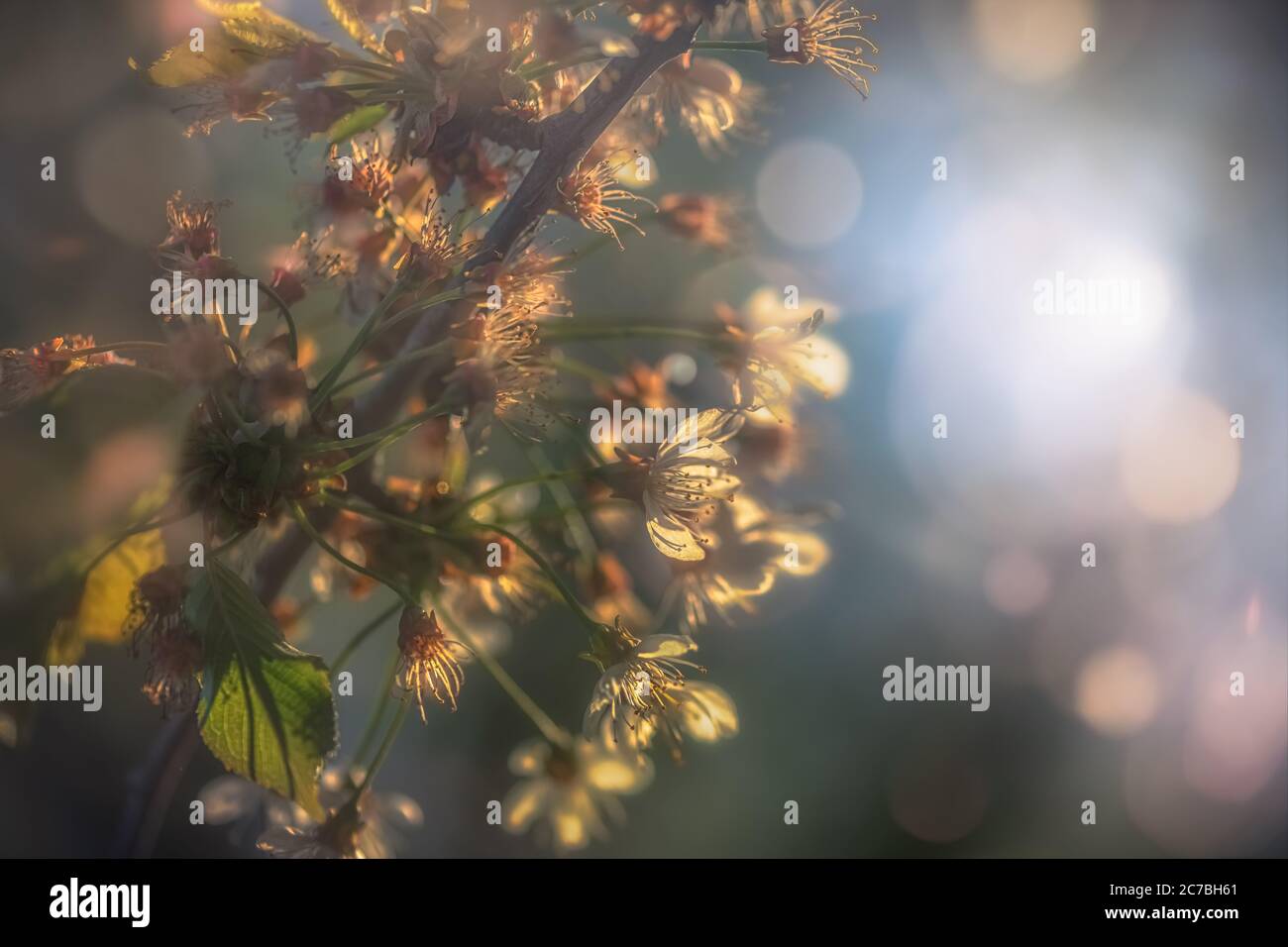 Spring blossom and bokeh Stock Photo - Alamy