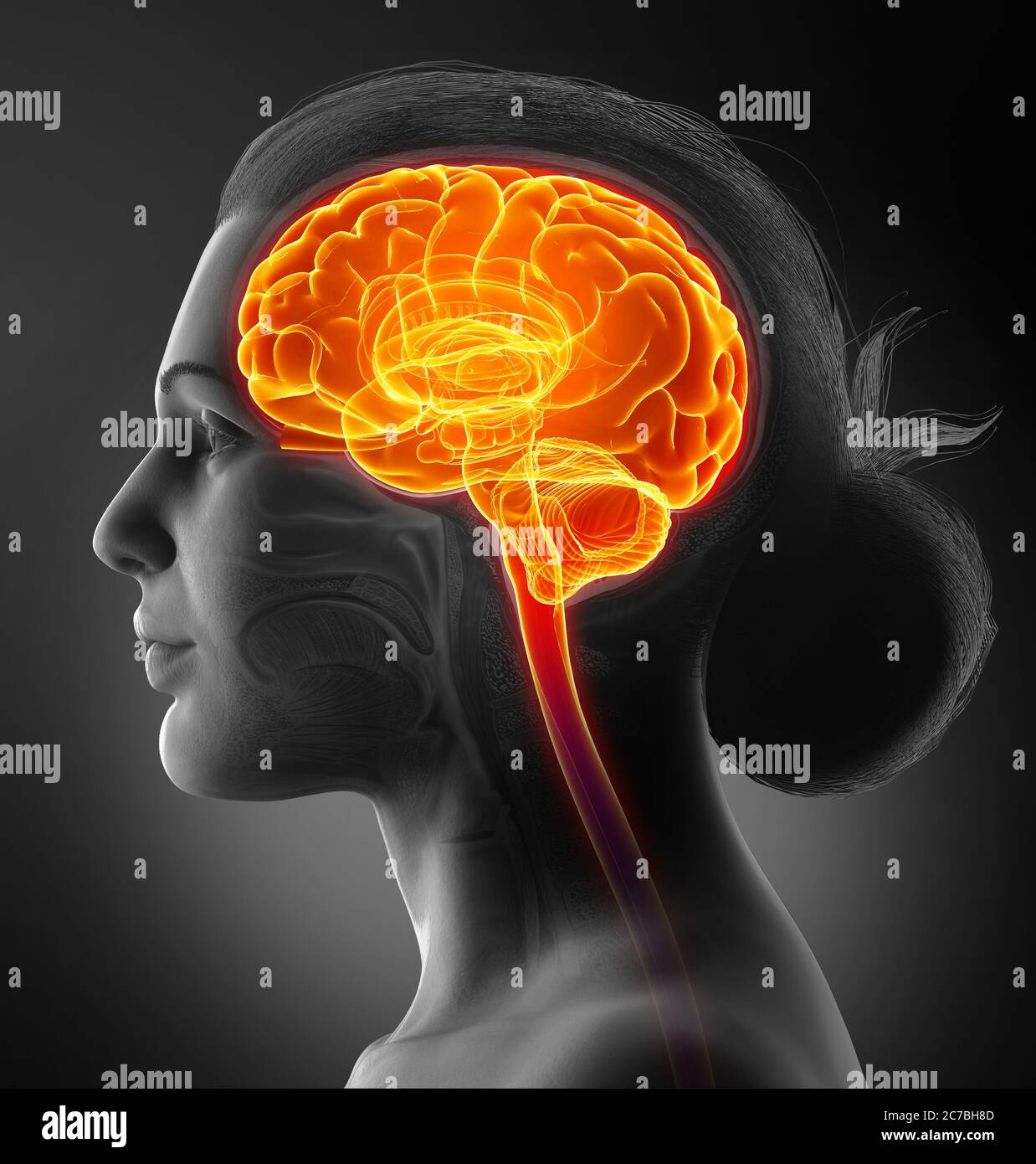 3d rendered, medically accurate illustration of a female highlighted ...