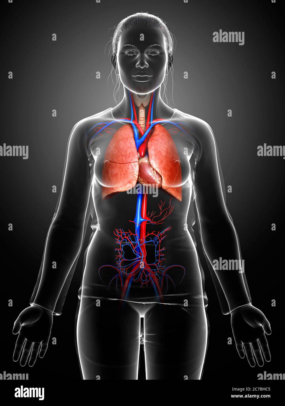 3d rendered, medically accurate illustration of a female lung anatomy ...