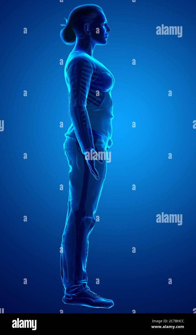 3d rendered illustration of the female body Stock Photo - Alamy