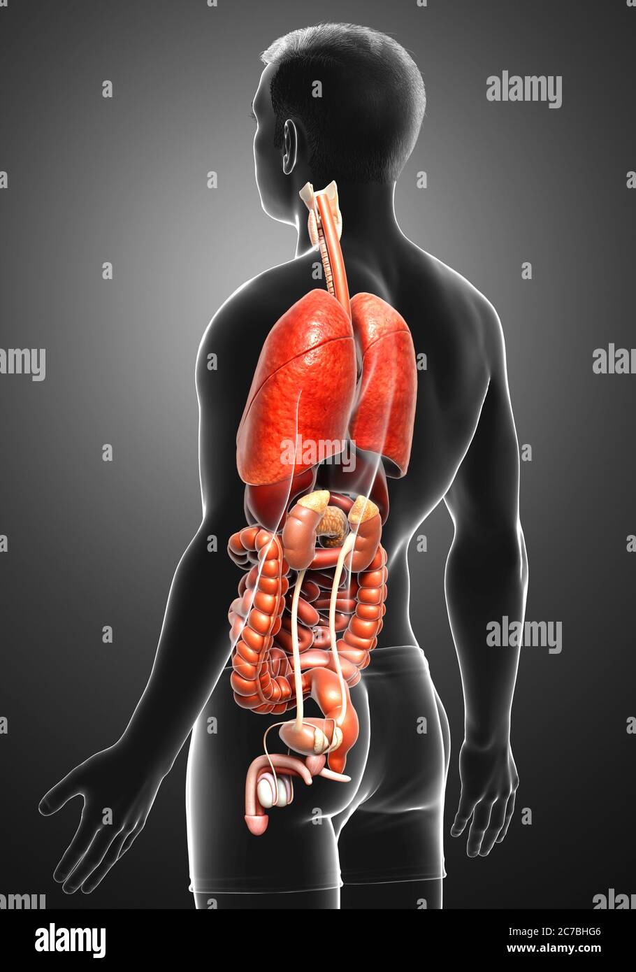 3d rendered medically accurate illustration of male Internal organs ...