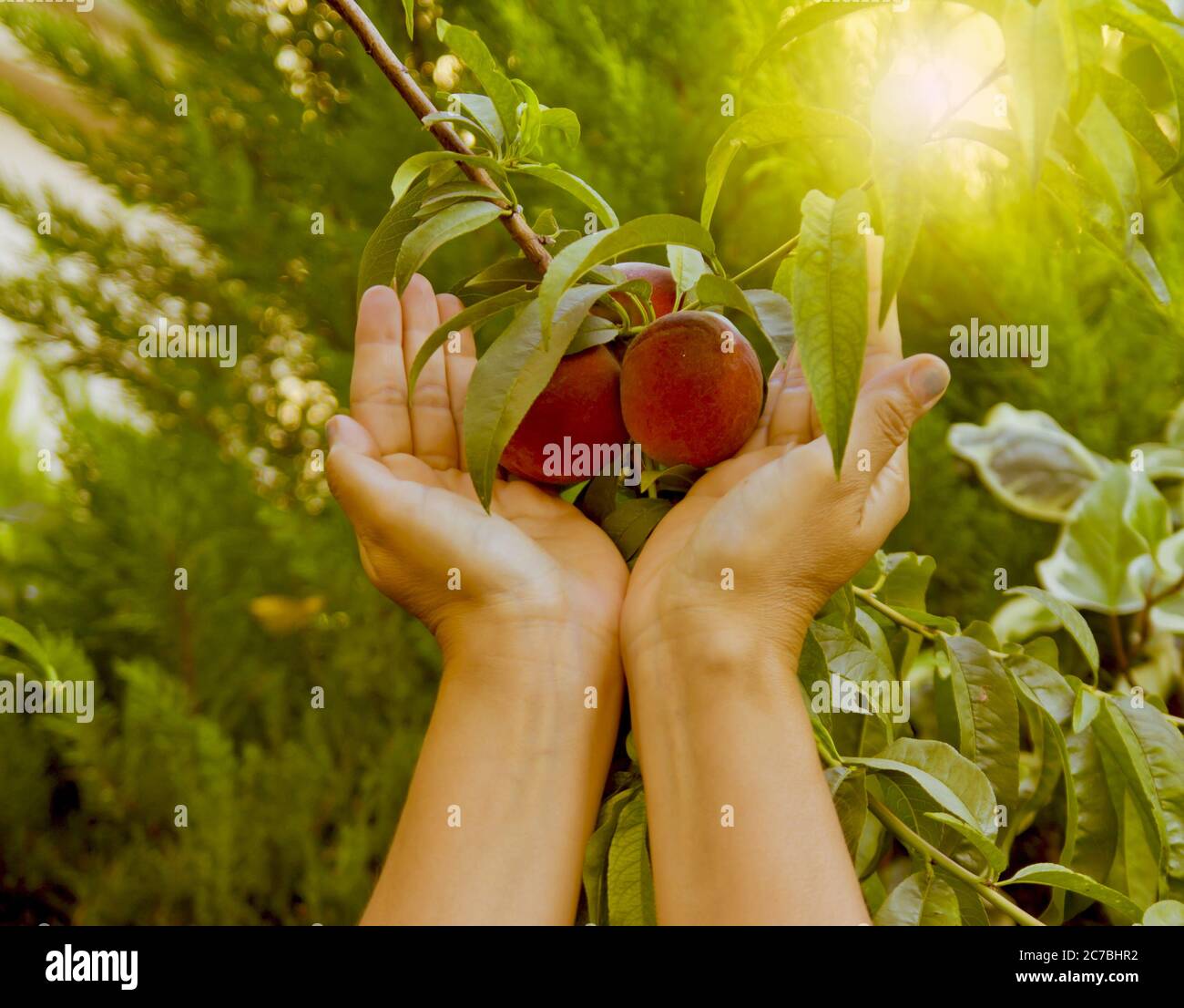 Peaches in hand hi-res stock photography and images - Alamy