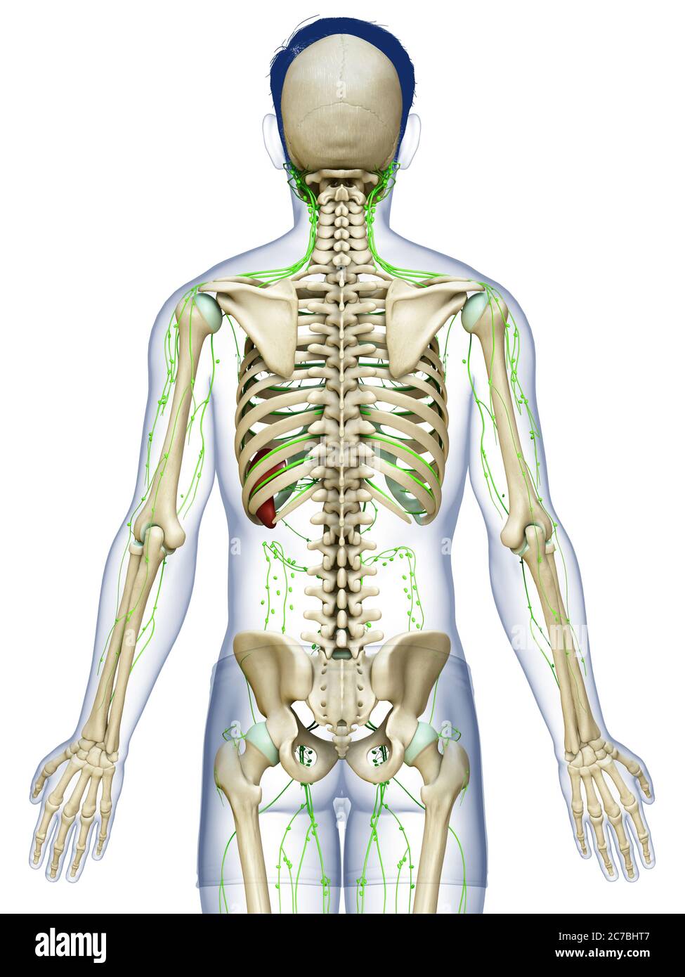 3d rendered medically accurate illustration of a male lymphatic system ...