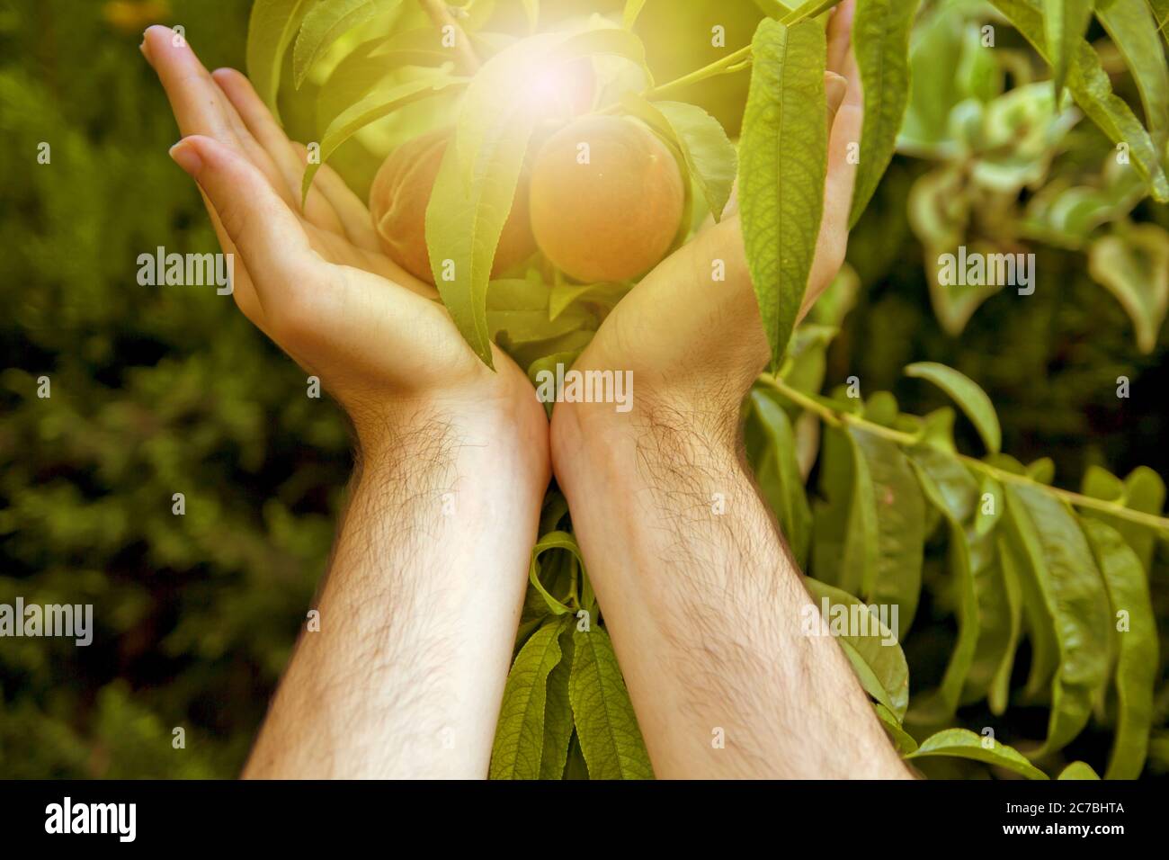 Peaches in hand hi-res stock photography and images - Alamy