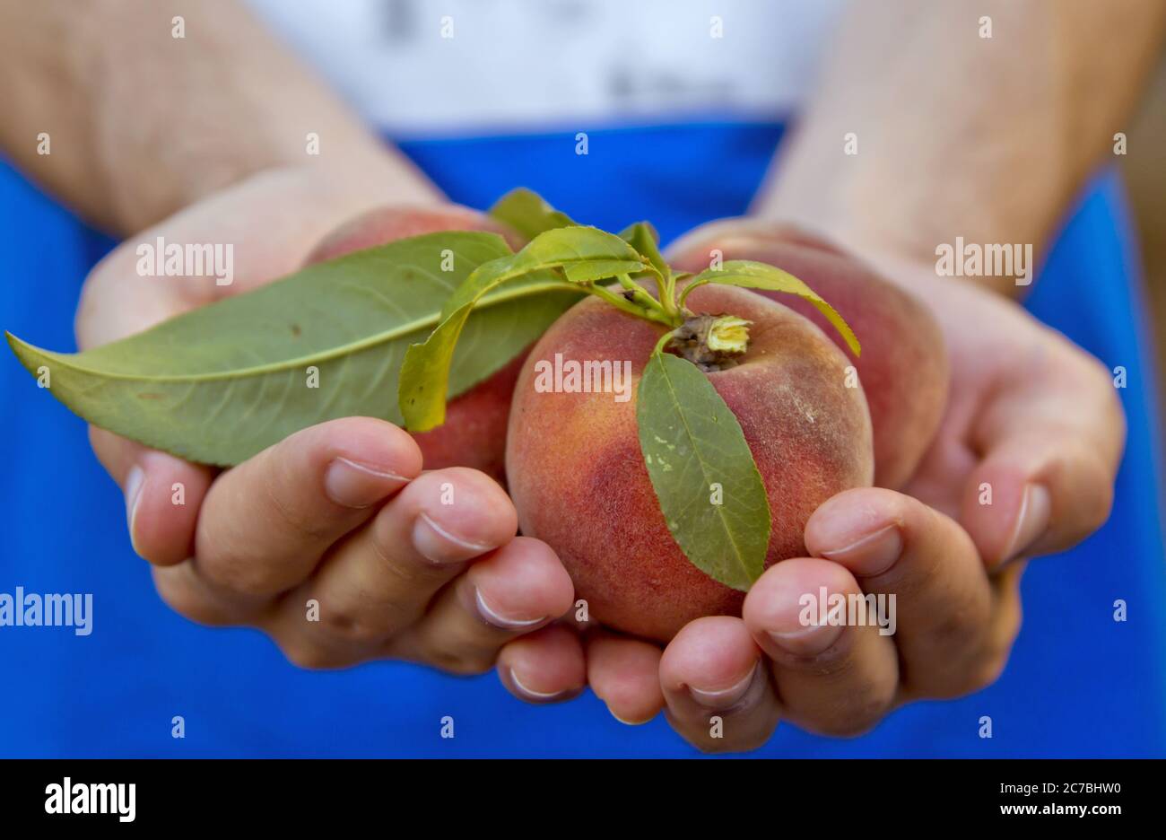 Peaches in hand hi-res stock photography and images - Alamy