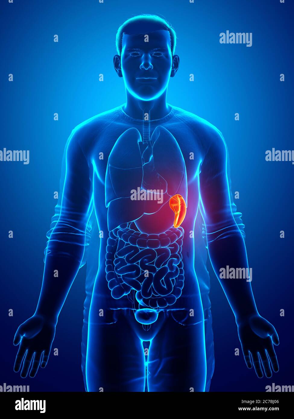 3d rendered, medically accurate illustration of a male Spleen Anatomy ...