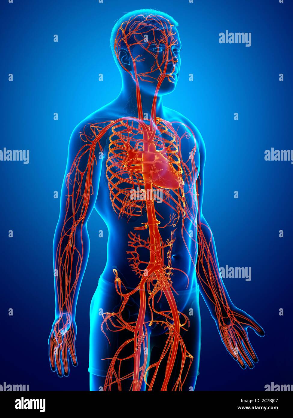 3d rendered medically accurate illustration of the circulatory system ...