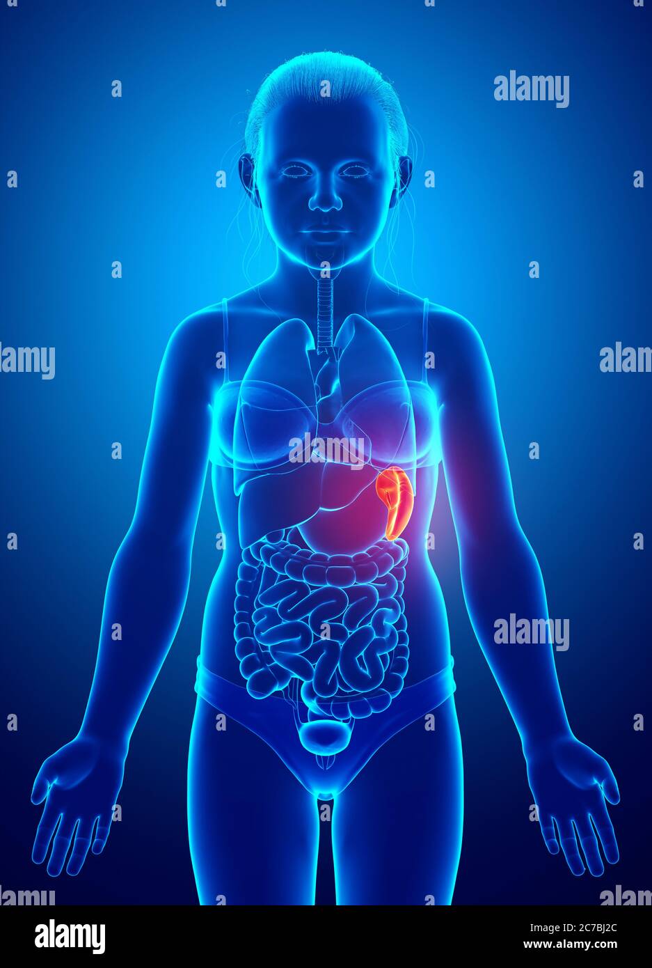 3d rendered, medically accurate illustration of a young girl Spleen ...