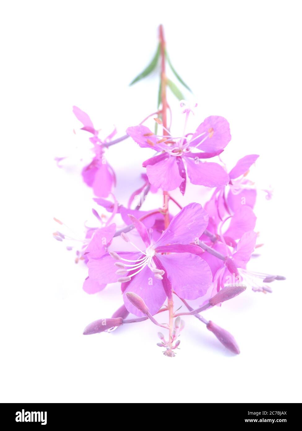 fireweed flowers on a white background Stock Photo - Alamy